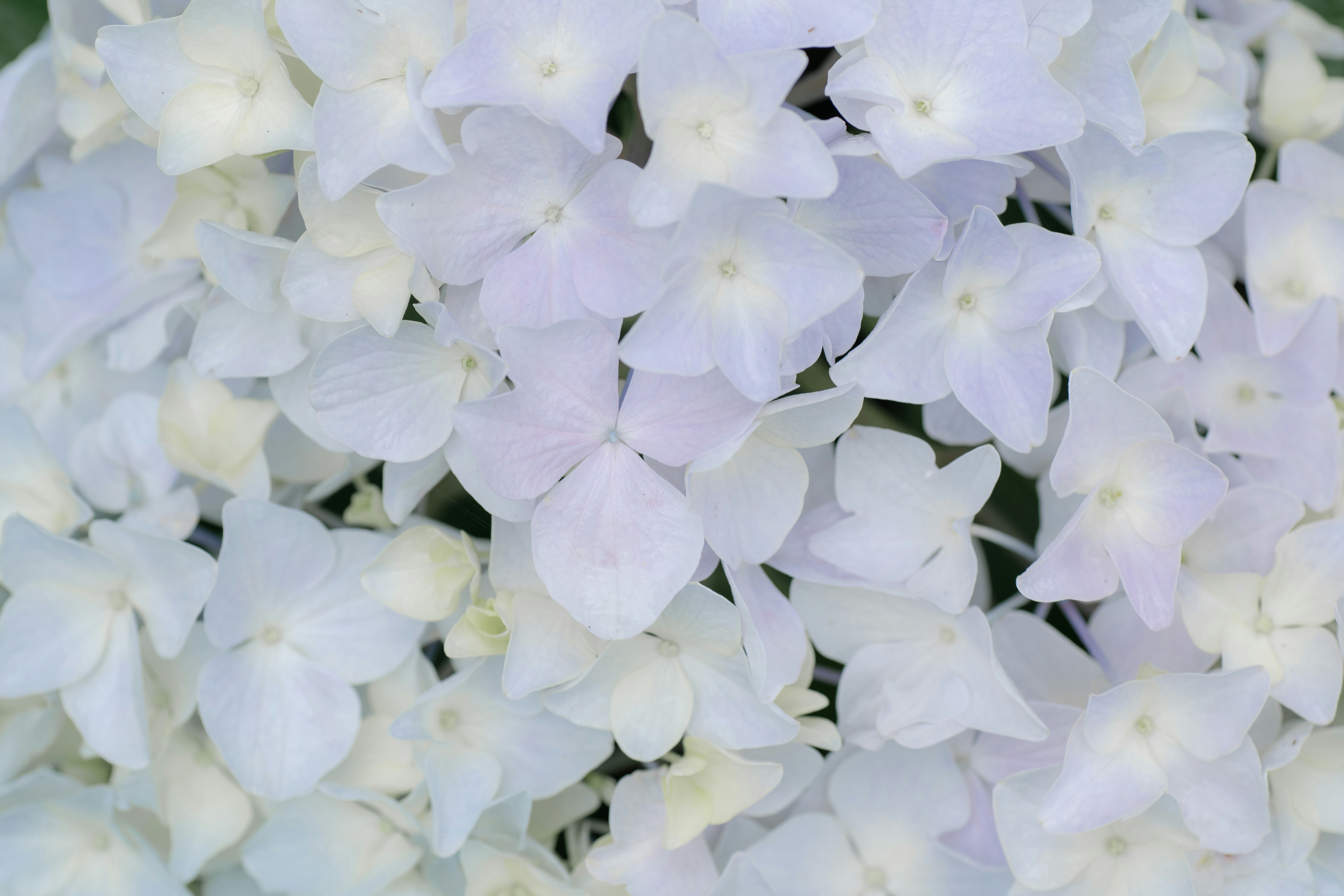 Pastel Hydrangea Cloud: a Sea of Gentle Petals