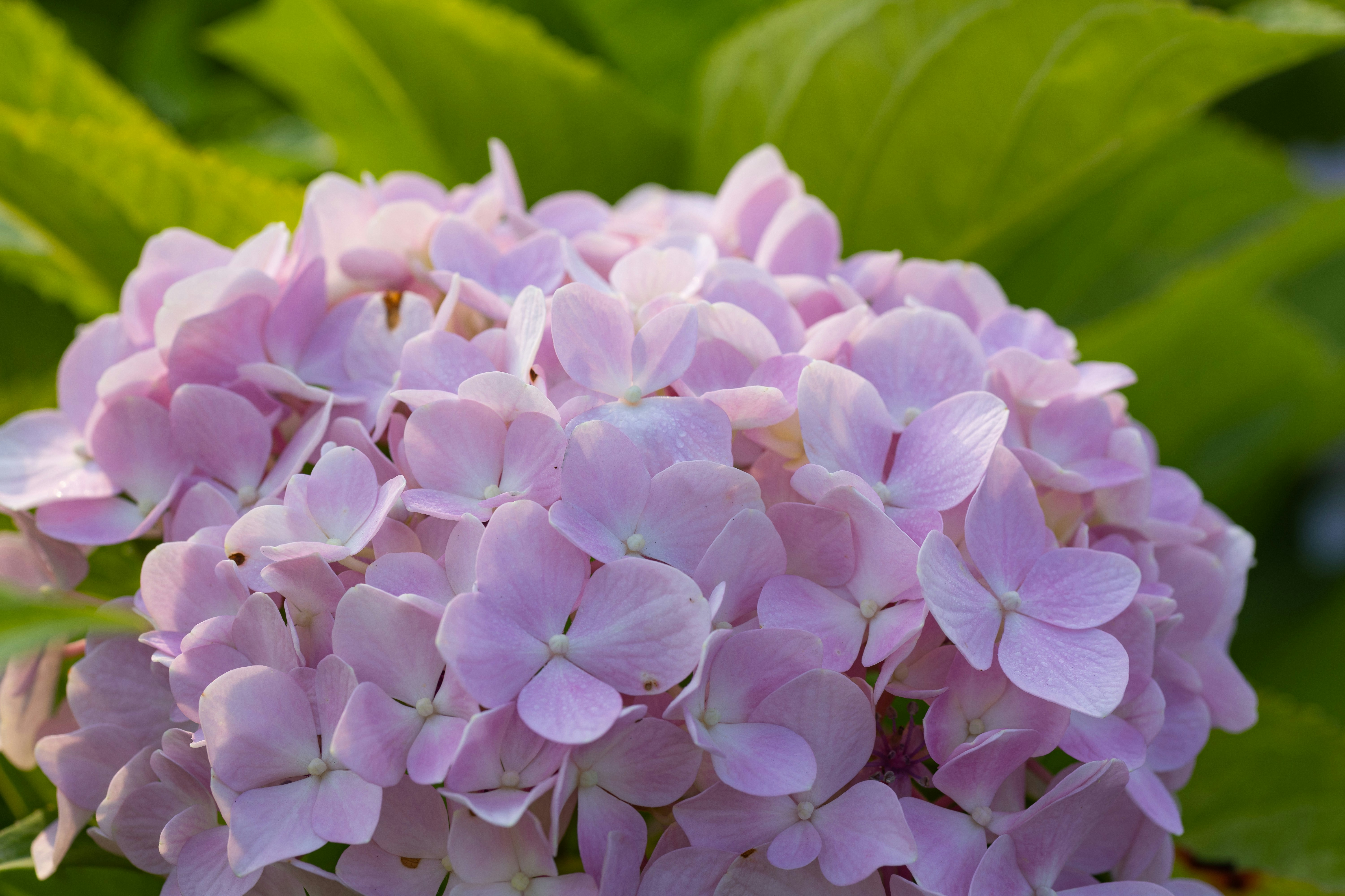 Lavender Hydrangea Corner: Soft Petal Cluster Against Fresh Green Backdrop