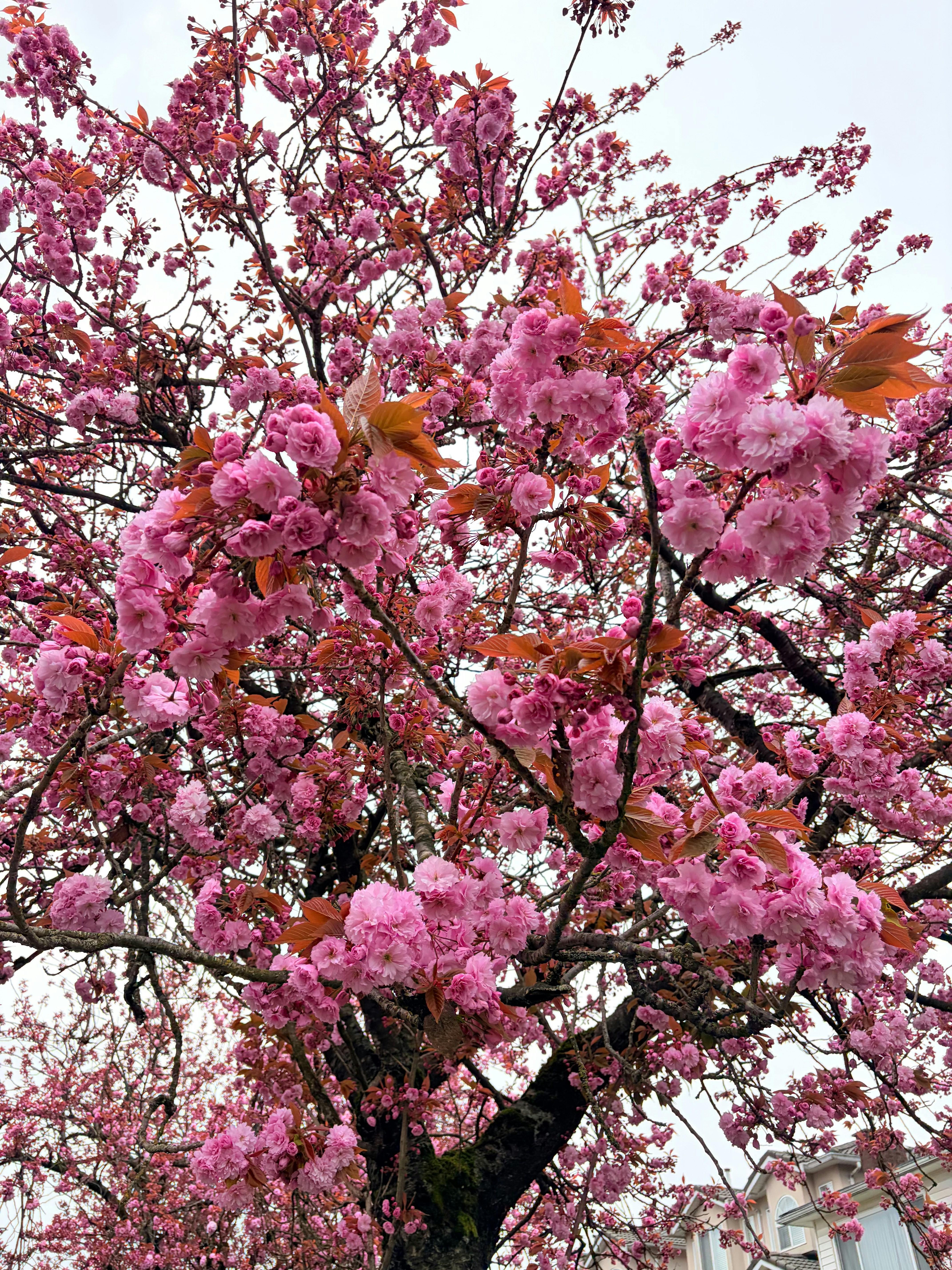 Blossoms in Bloom: Spring Sakura Against an Urban Edge