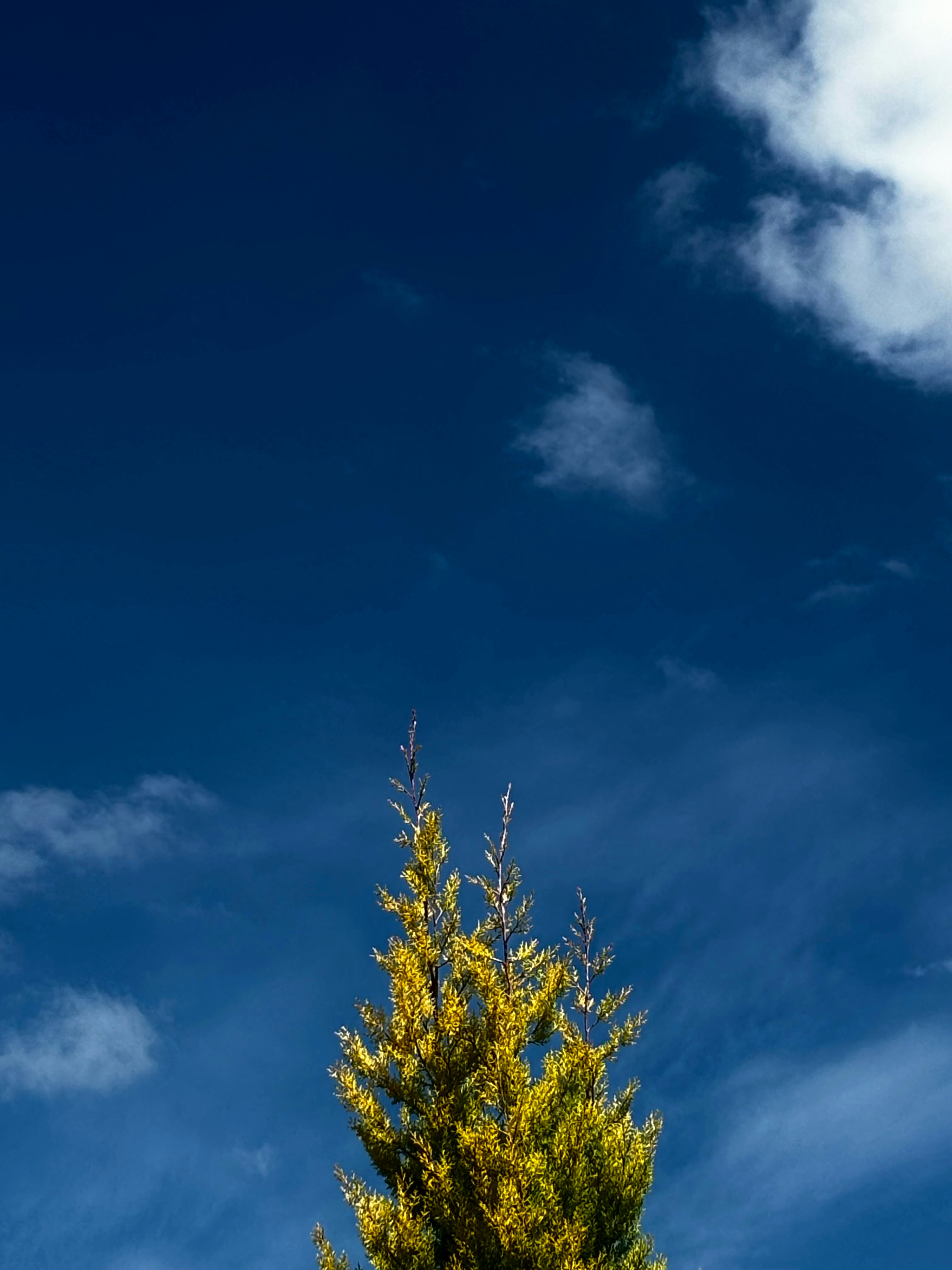 A green tree against a deep blue sky with clouds.