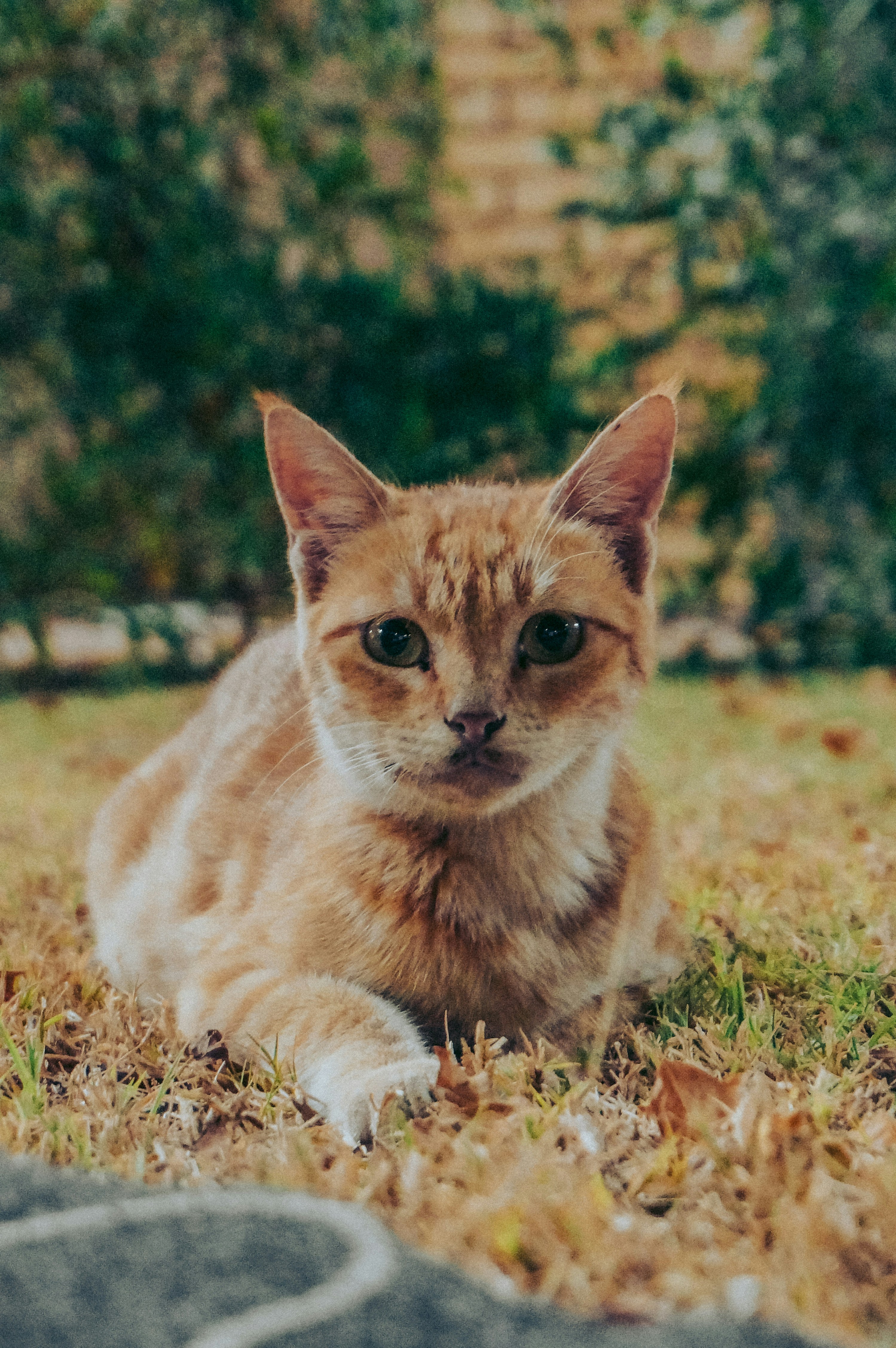 Golden Moment: A Cat Reposes Amid Autumn Leaves