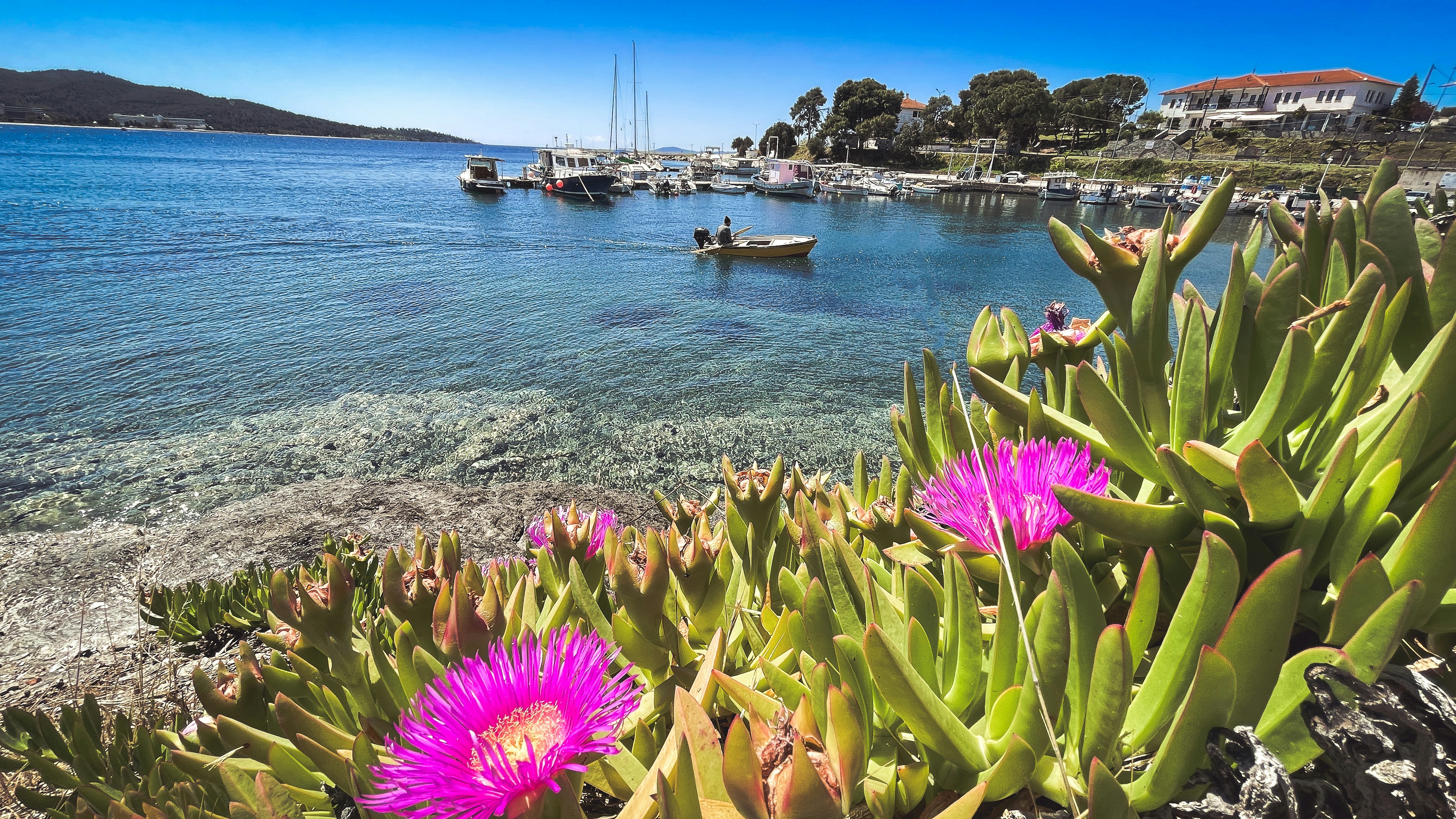 Pink blooms by the harbor: a sunlit coastal garden framing boats and distant houses