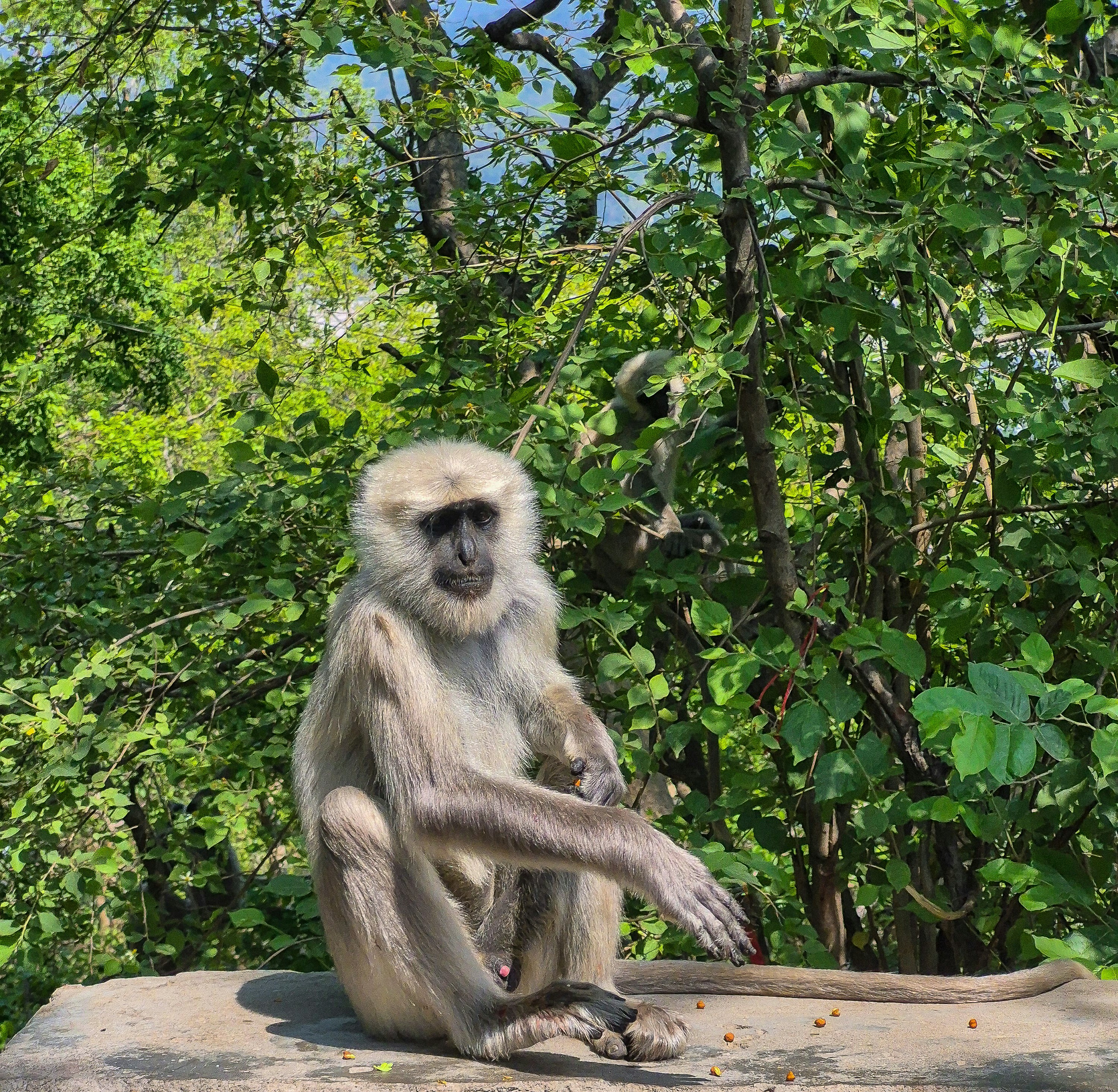 Barred langur sits calmly on a stone platform amid lush green foliage, sunlight highlighting its fur and contemplative pose.