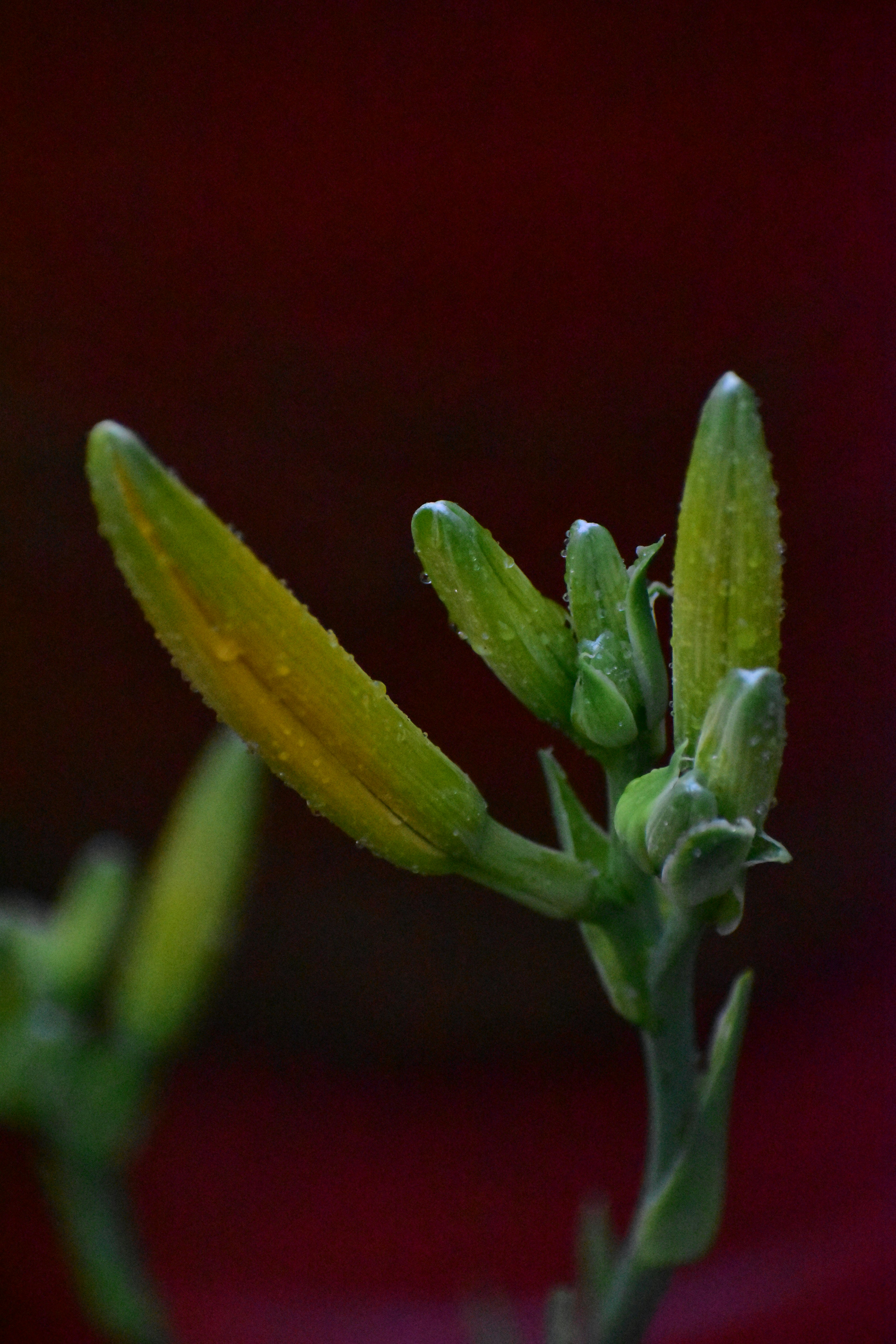 Emerging Buds: A Close-Up of Tender Lily-Like Growth Against a Velvet Background