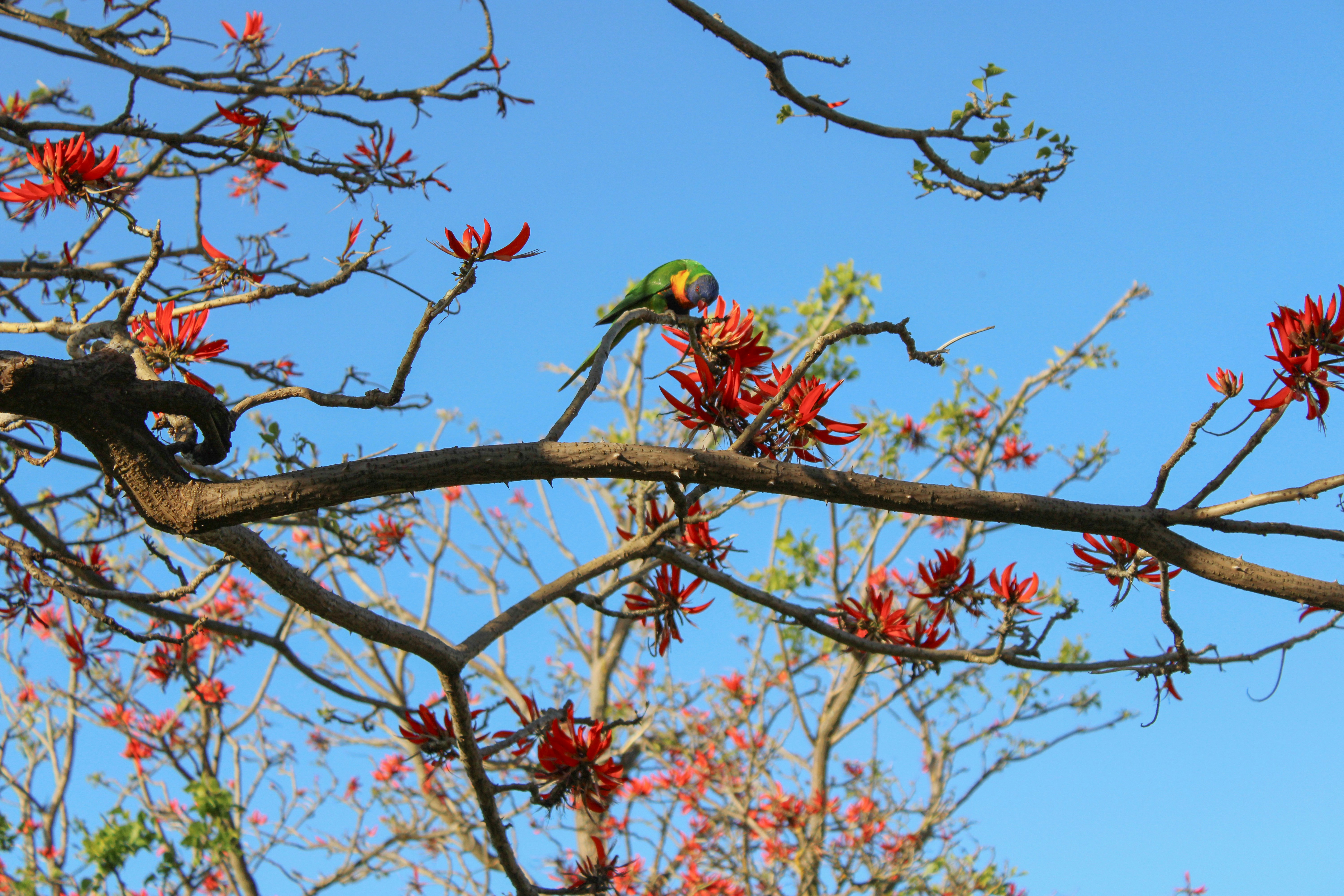 Green Parrot on a Crimson Branch Against a Clear Sky