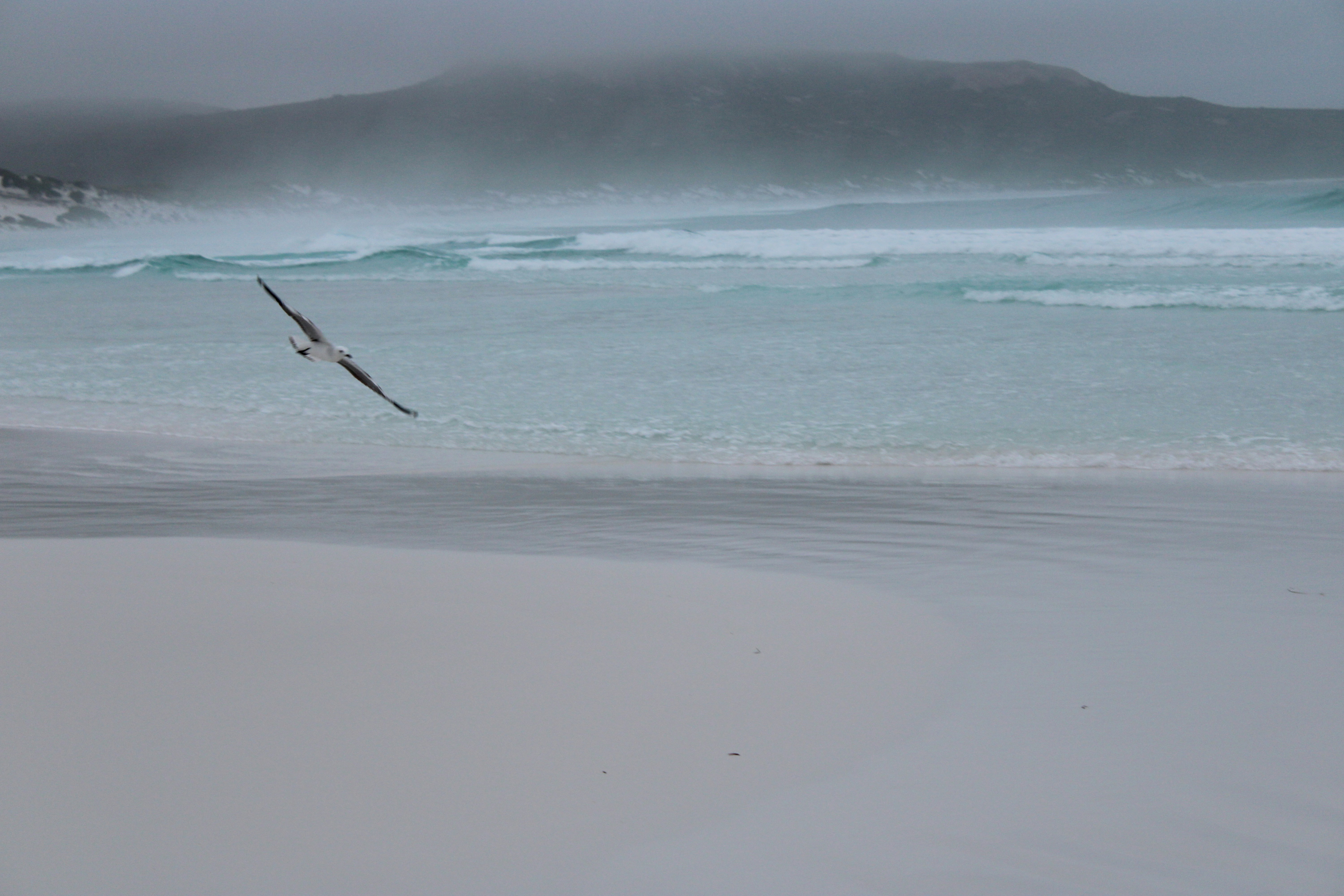 Bird soaring above a misty beach with turquoise waves.