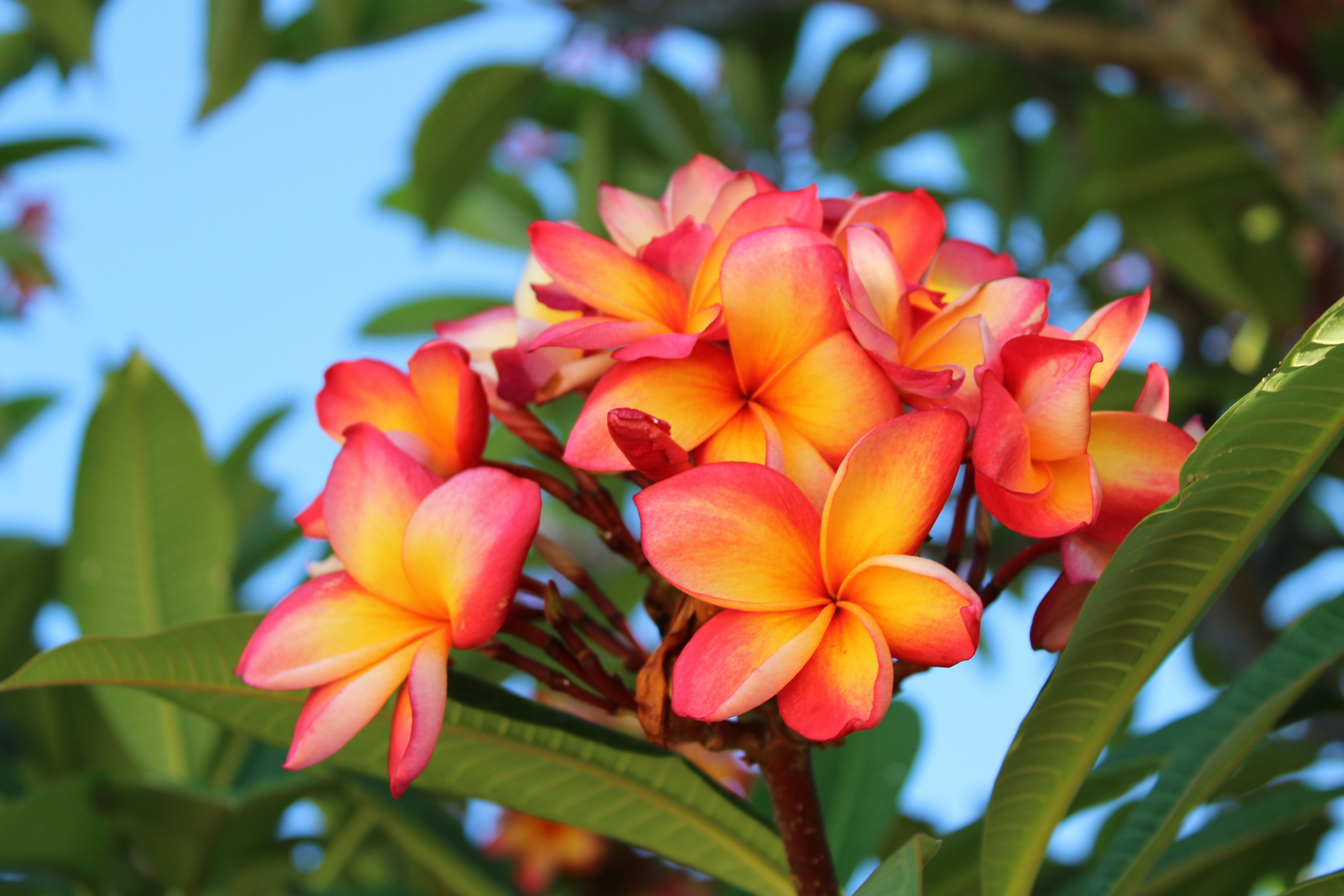 Tropical Fringes: A Burst of Plumeria in Sunlit Vigor