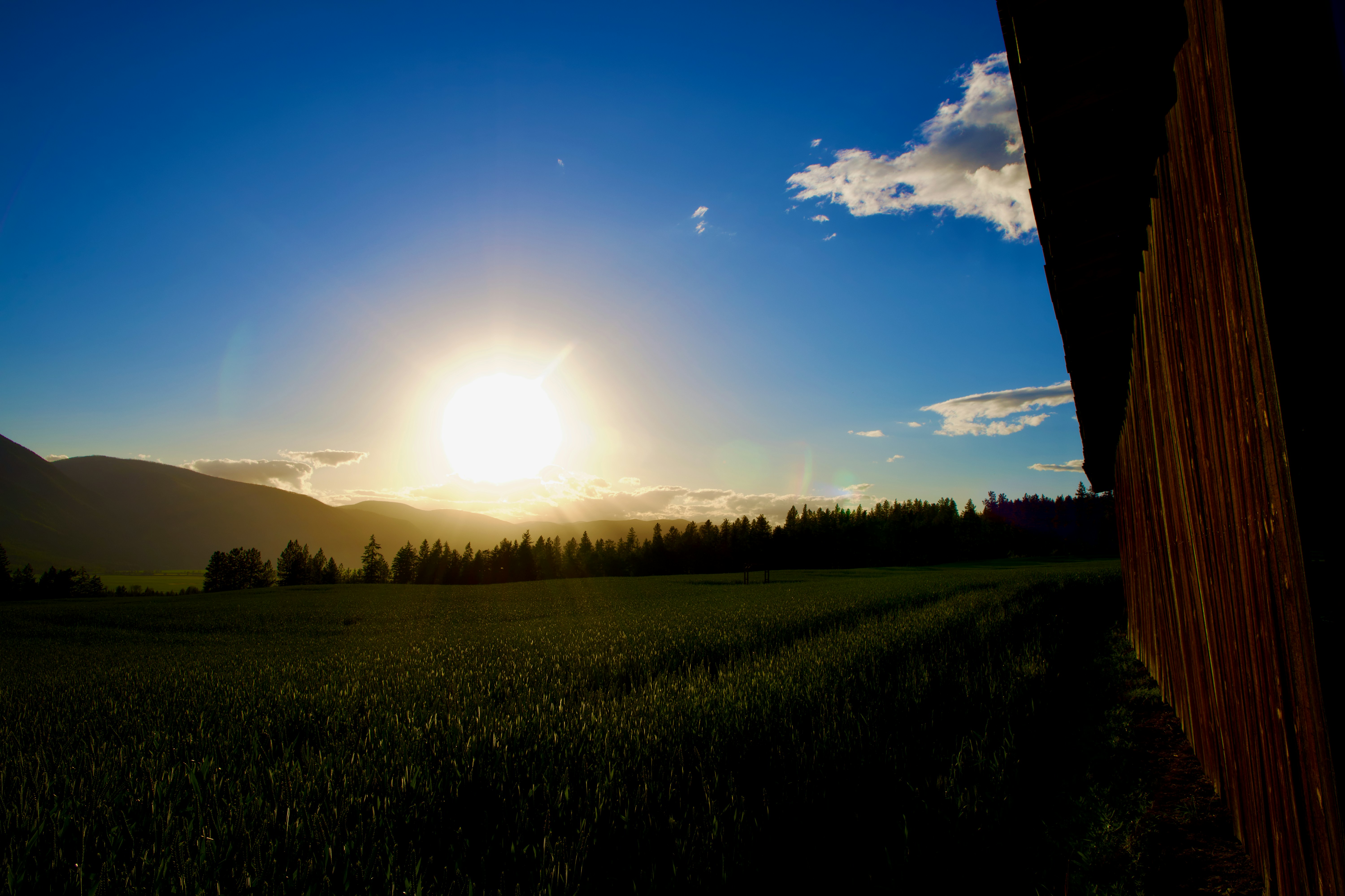 Sunlit Field beside a Timbered Wall at Dusk