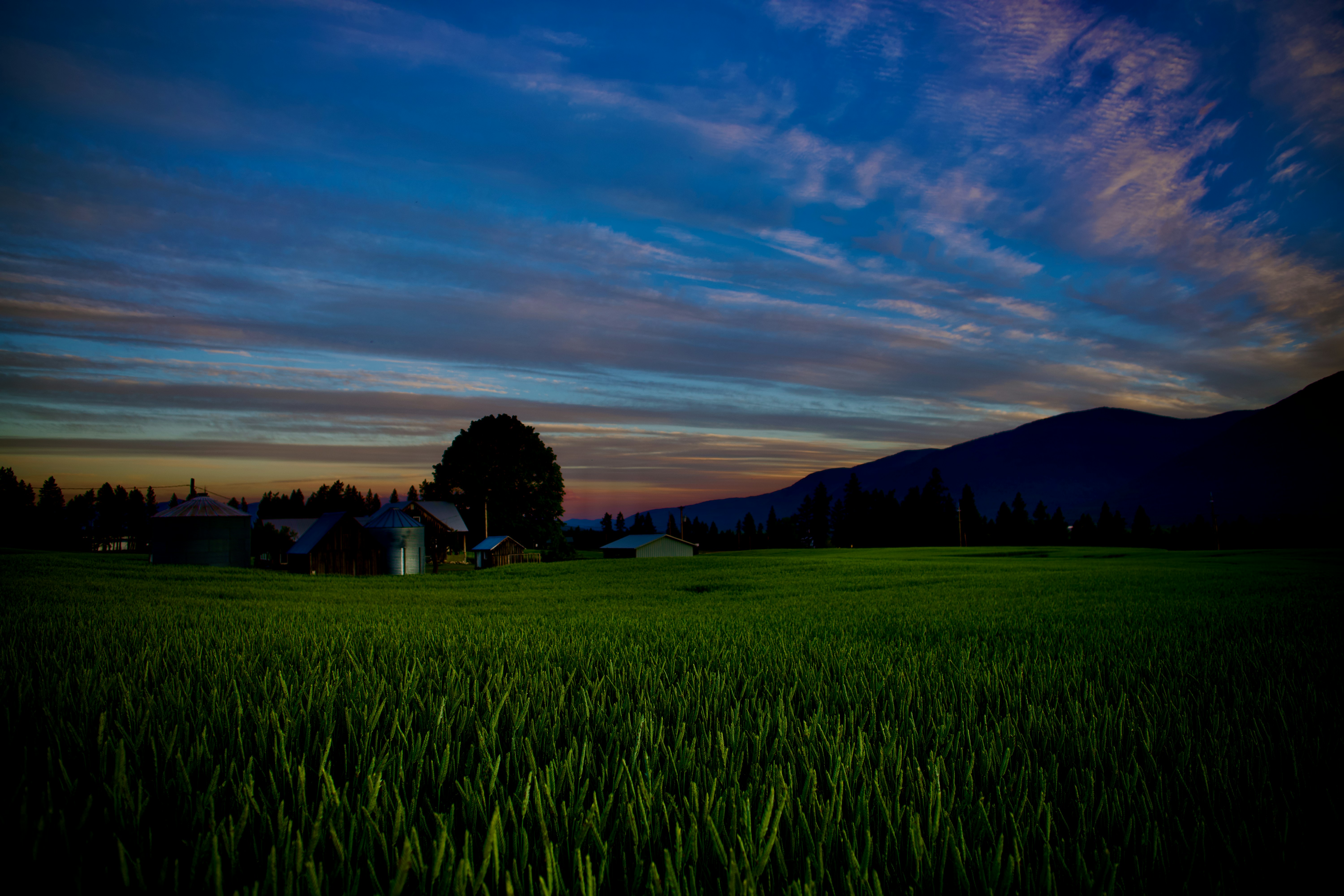 Dusk Over the Rice Field: A Quiet Horizon