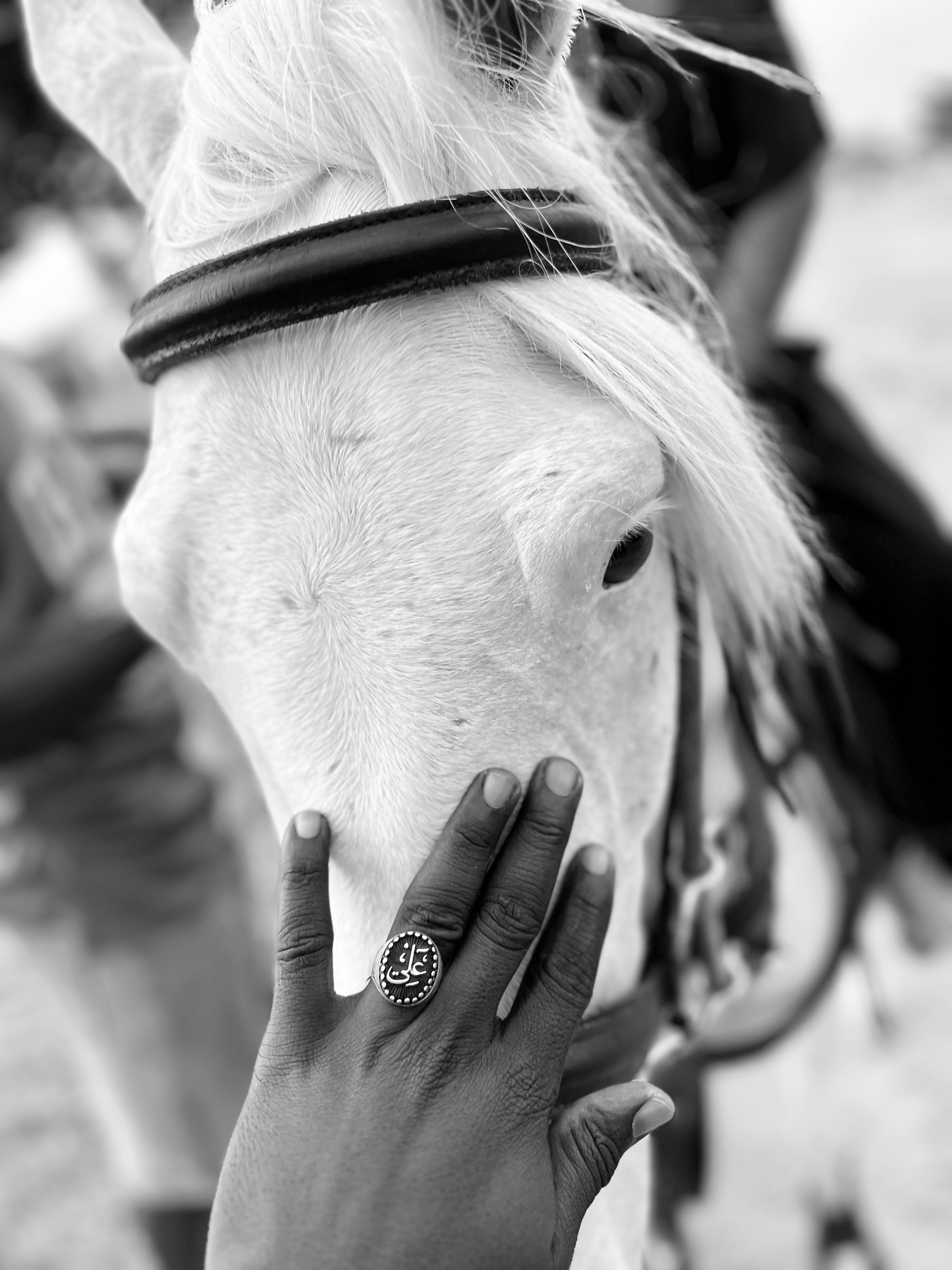 Touch of Trust: A Hand and Horse in Quiet Interaction