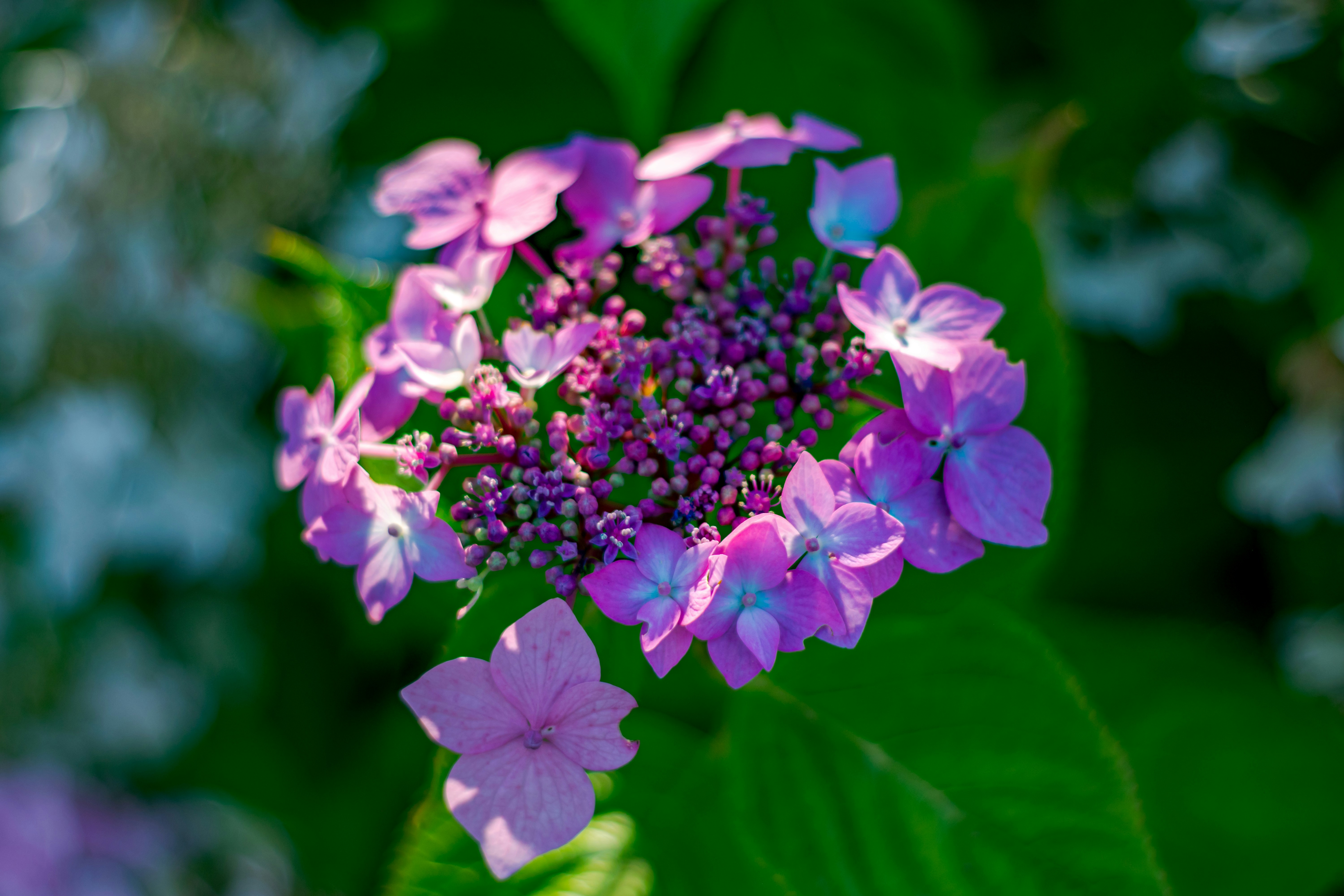 Purple Hydrangea Burst: Centered Macro Bloom with Soft Bokeh