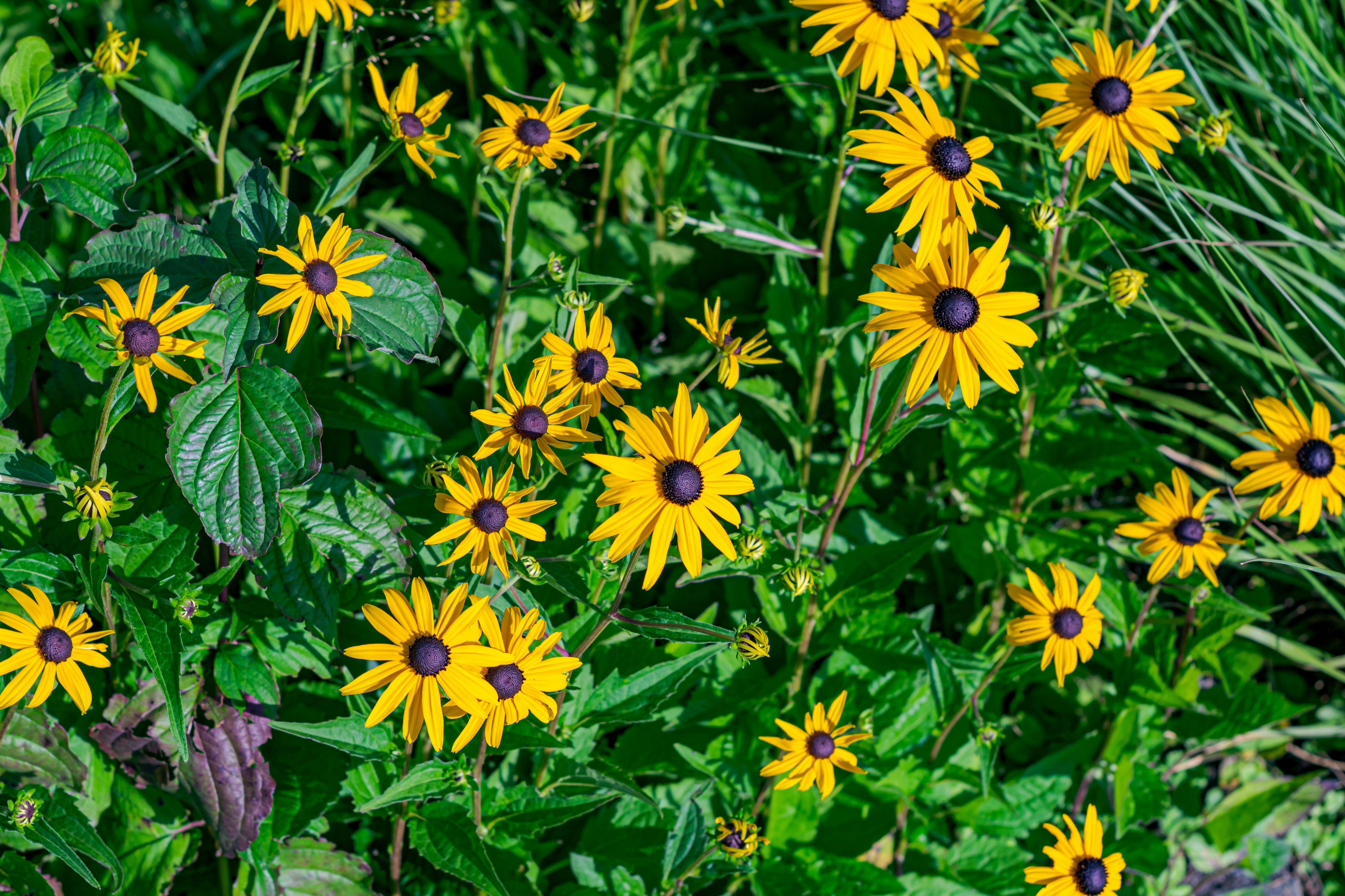 Sunburst Gardens: A Carpet of Yellow Black-Eyed Susans