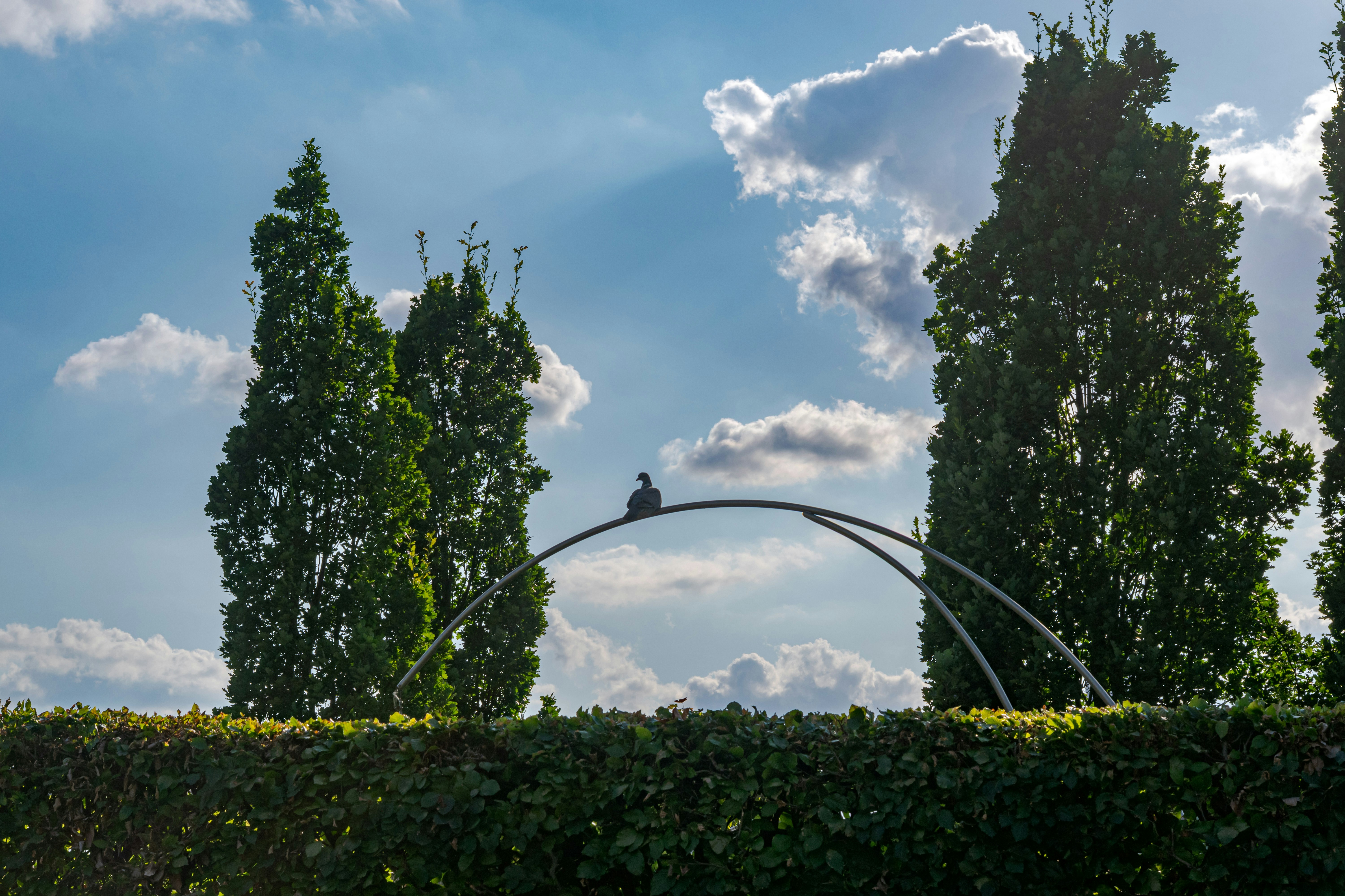 Arching garden arc frames a lone bird above a hedge