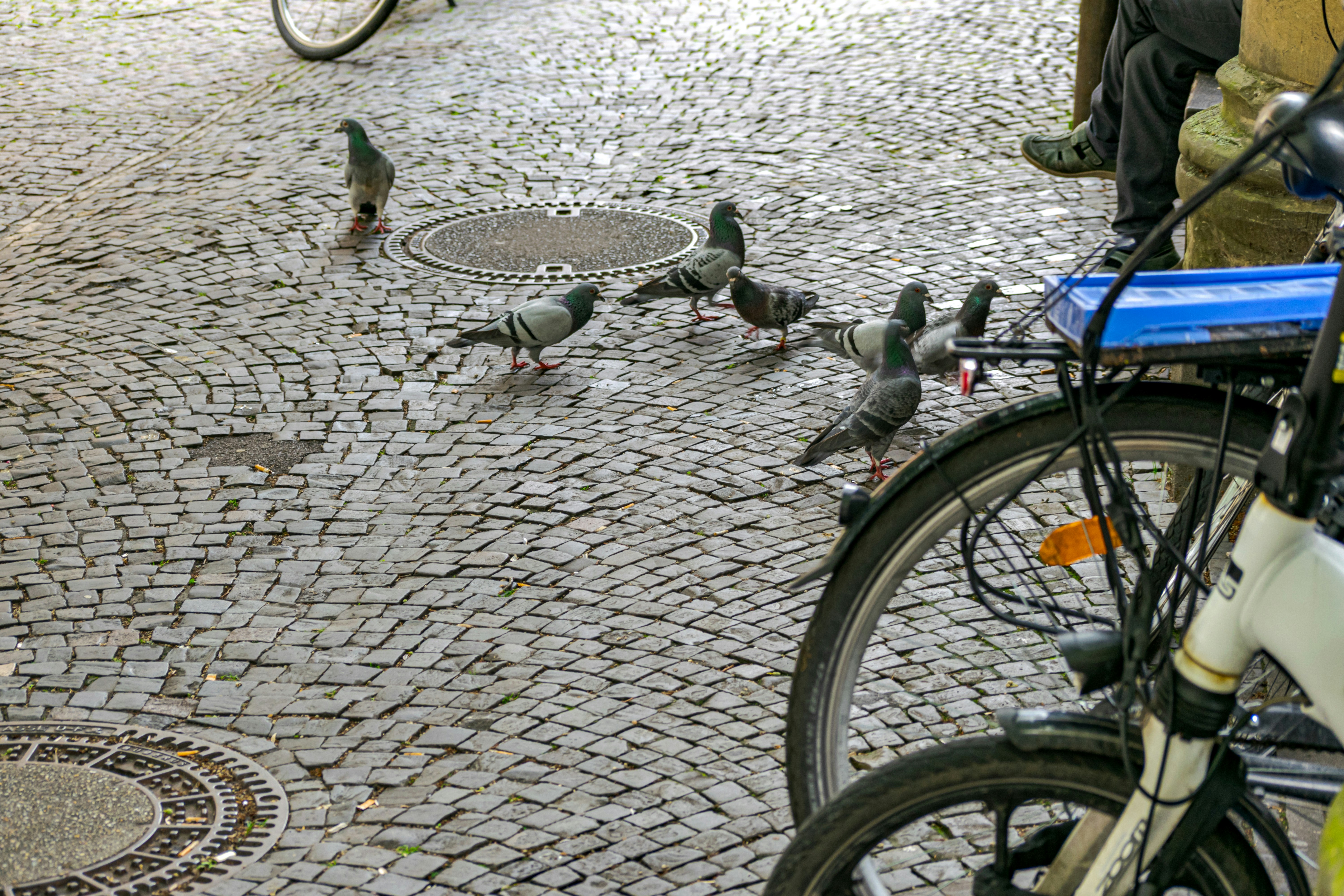 Tiled Street Rendezvous: Pigeons at the Cobblestone Corner