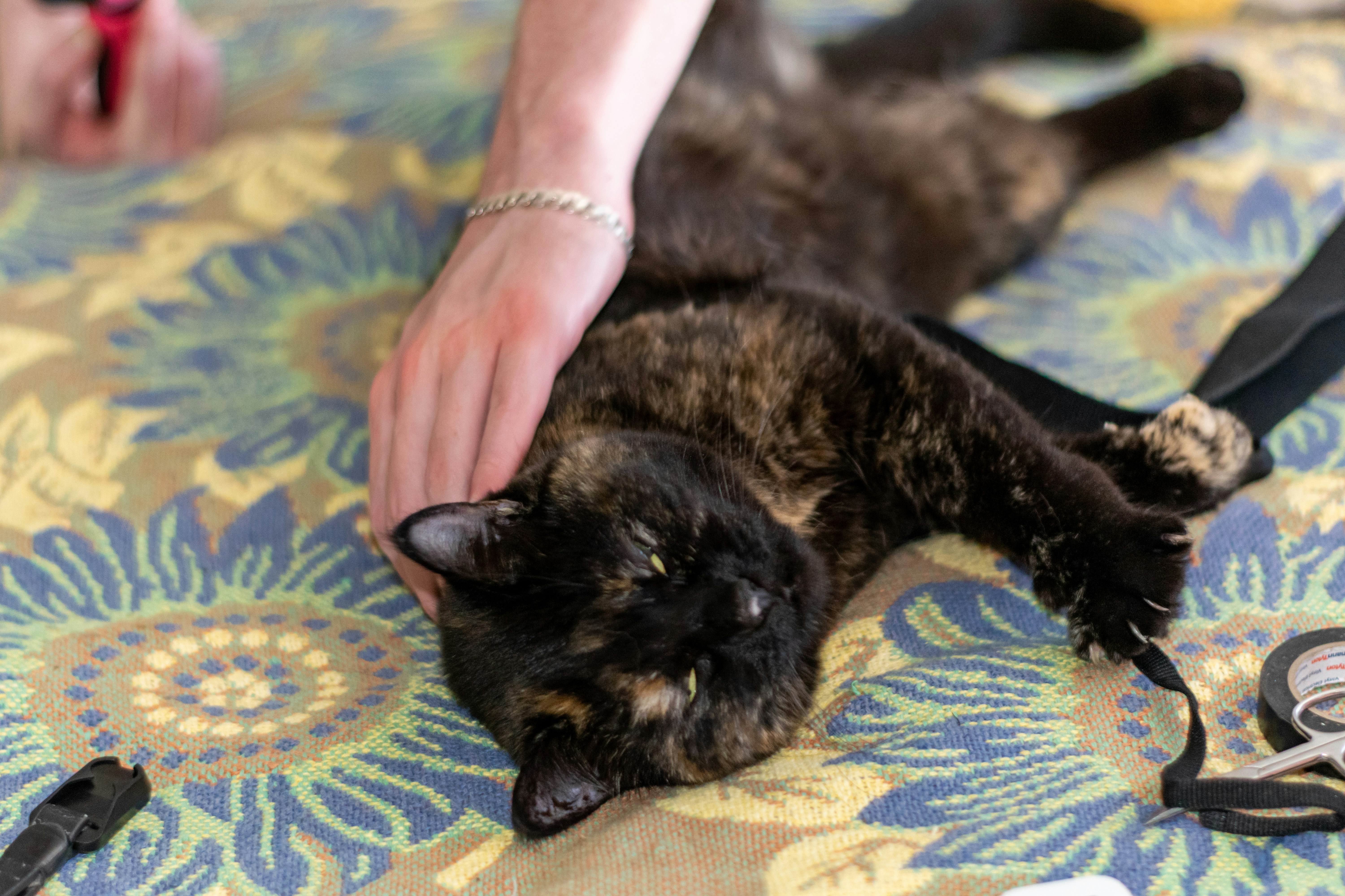 Sunlit Slumber: a Calico Cat Resting Beneath a Gentle Hand