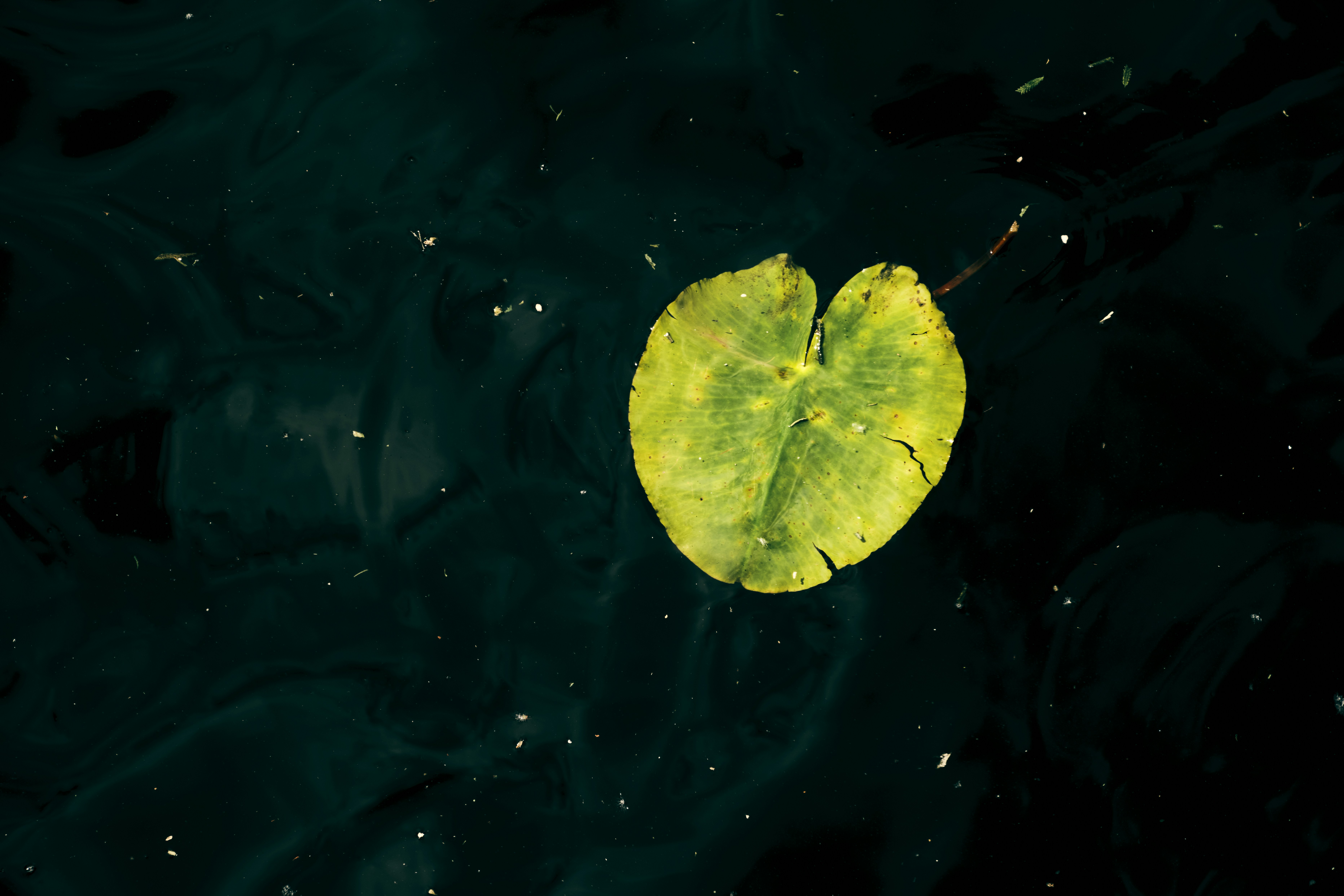 Lone Green Lily Pad Adrift in Quiet Dark Water