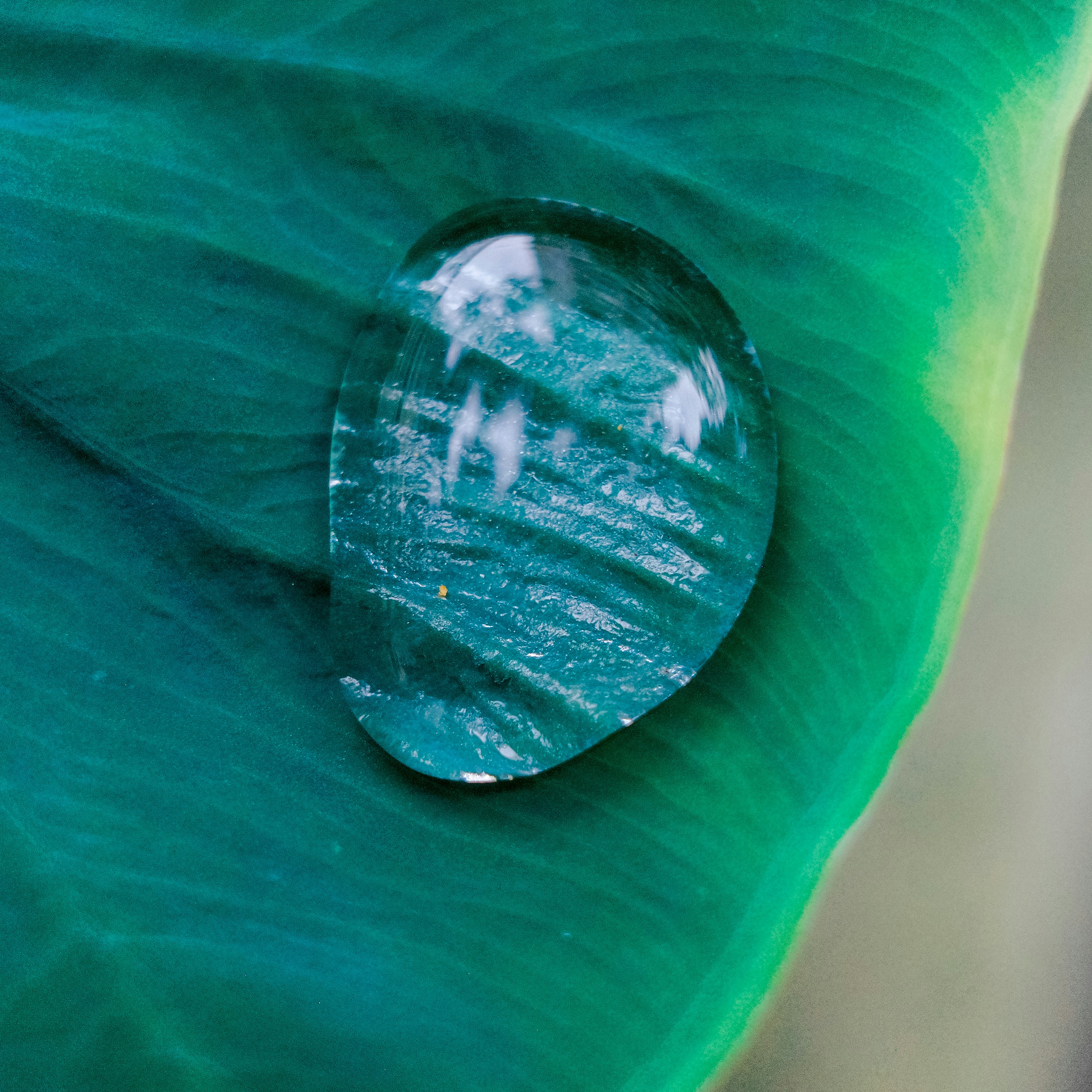 Teardrop on a Emerald Leaf: A Macro Moment