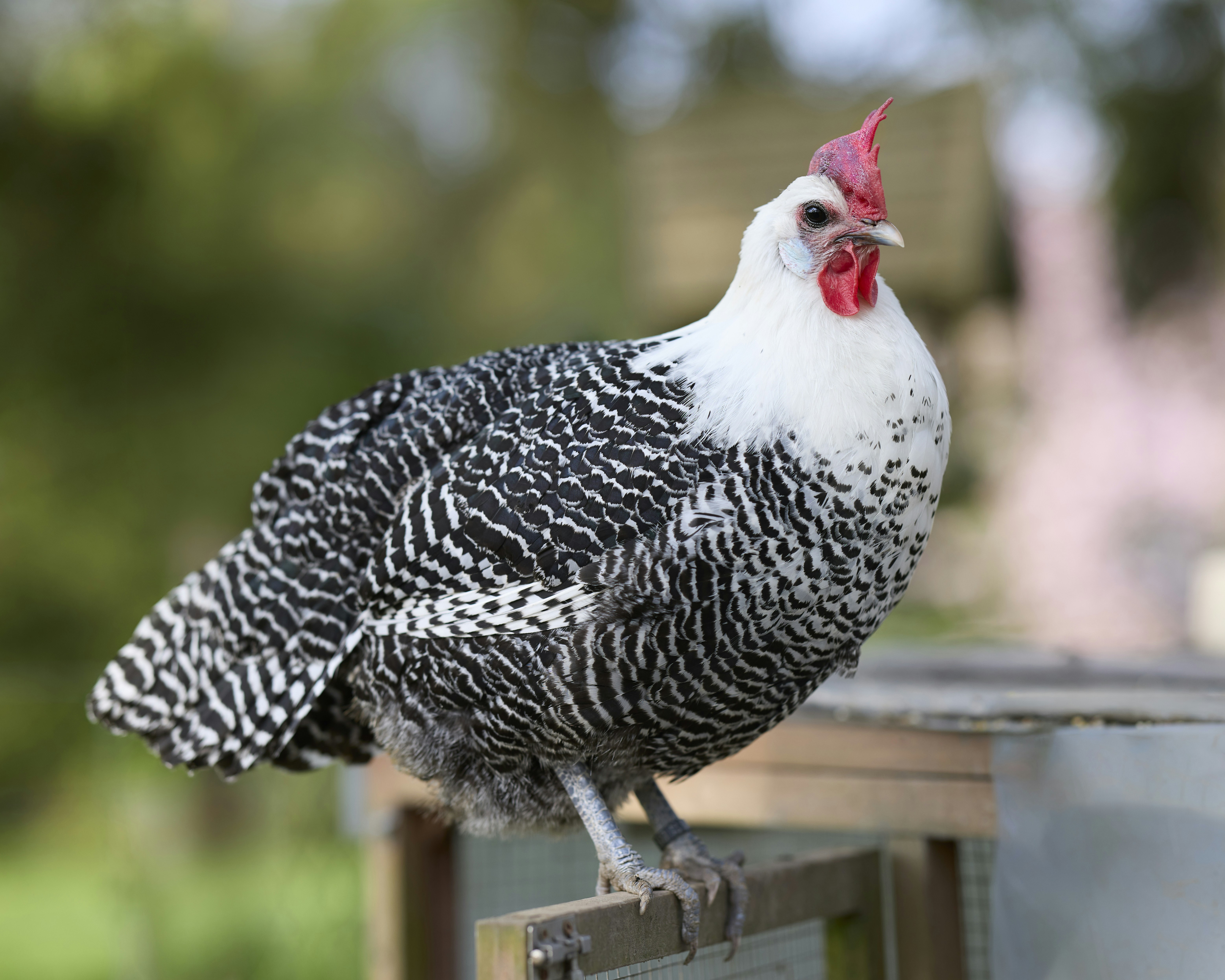  Zebra-Patterned Hen Perched on a Coop in a Quiet Yard