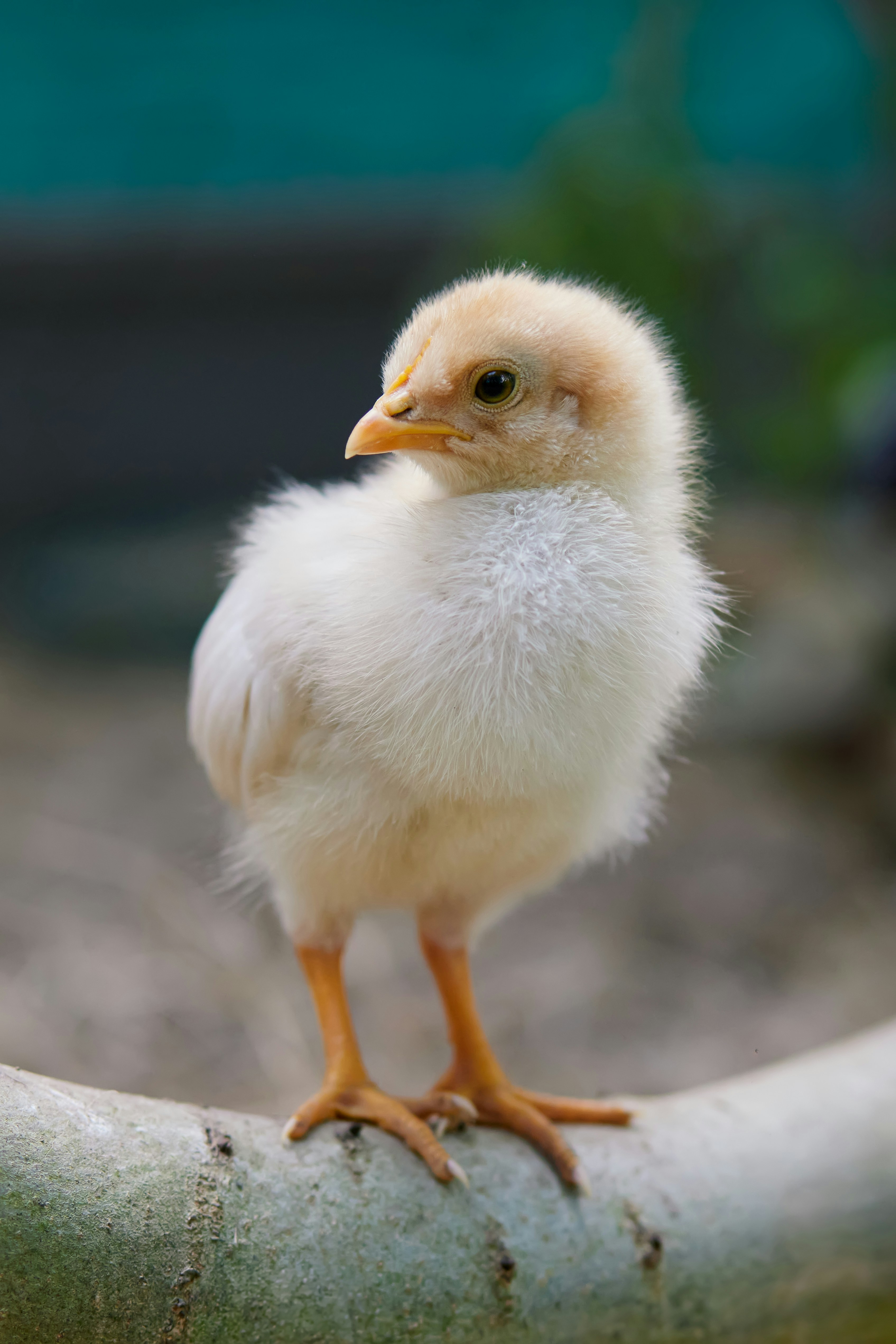 Chick on a sunlit perch: a curious gaze from a fluffy chick
