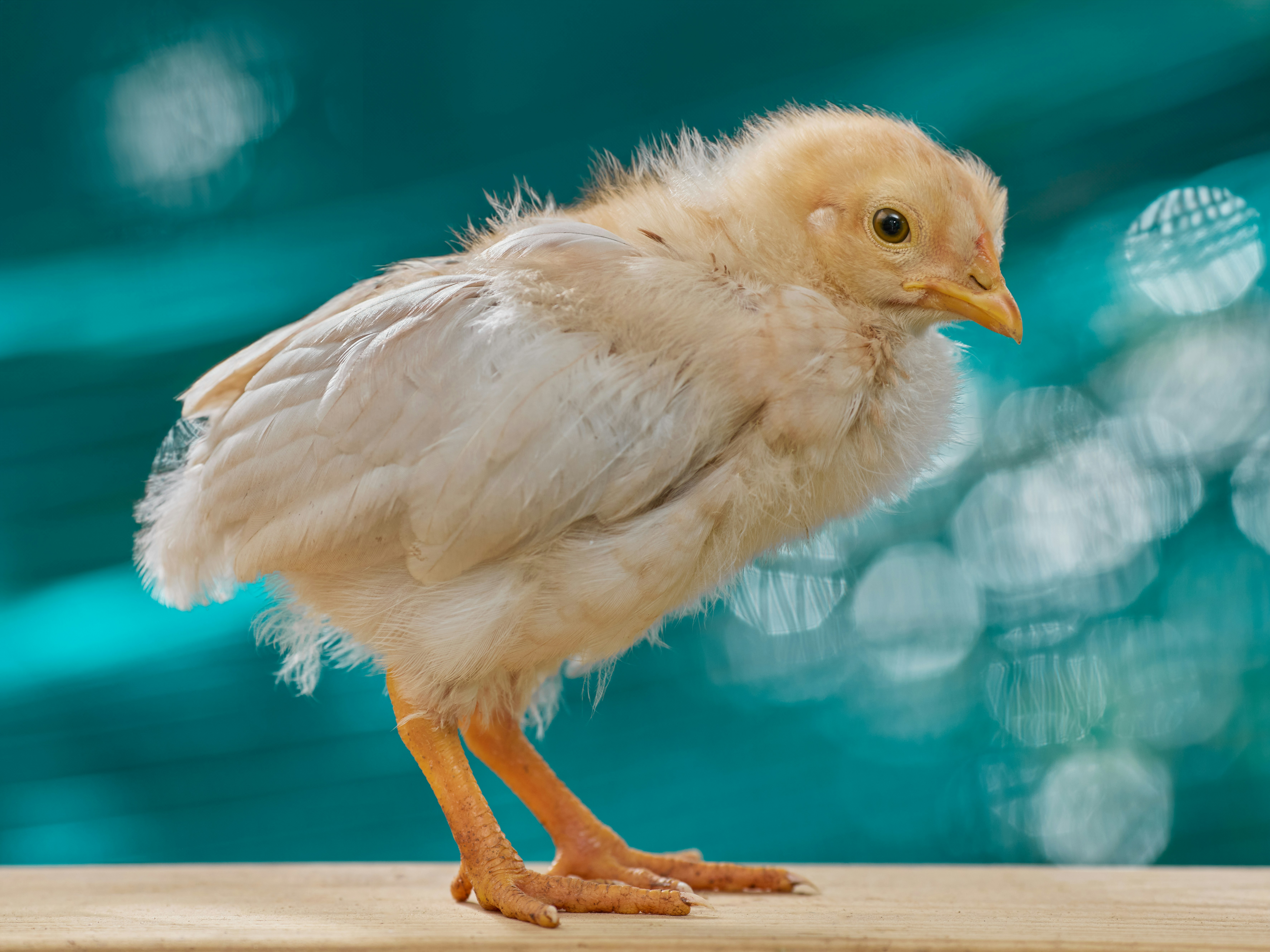 Sunny Invader: A Chick Perched on the Edge
