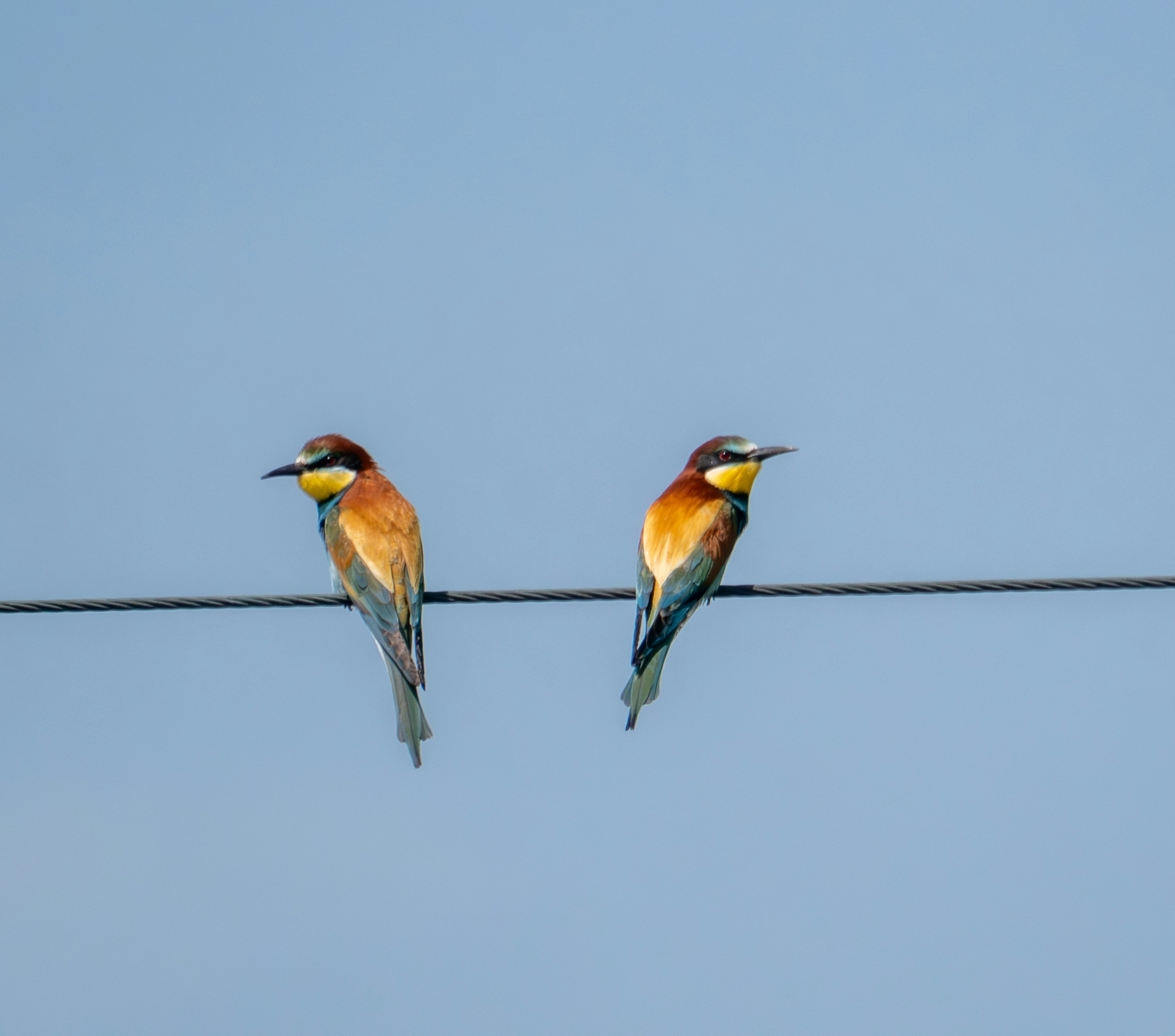 Twin Kingfishers on a Wire Under a Clear Sky