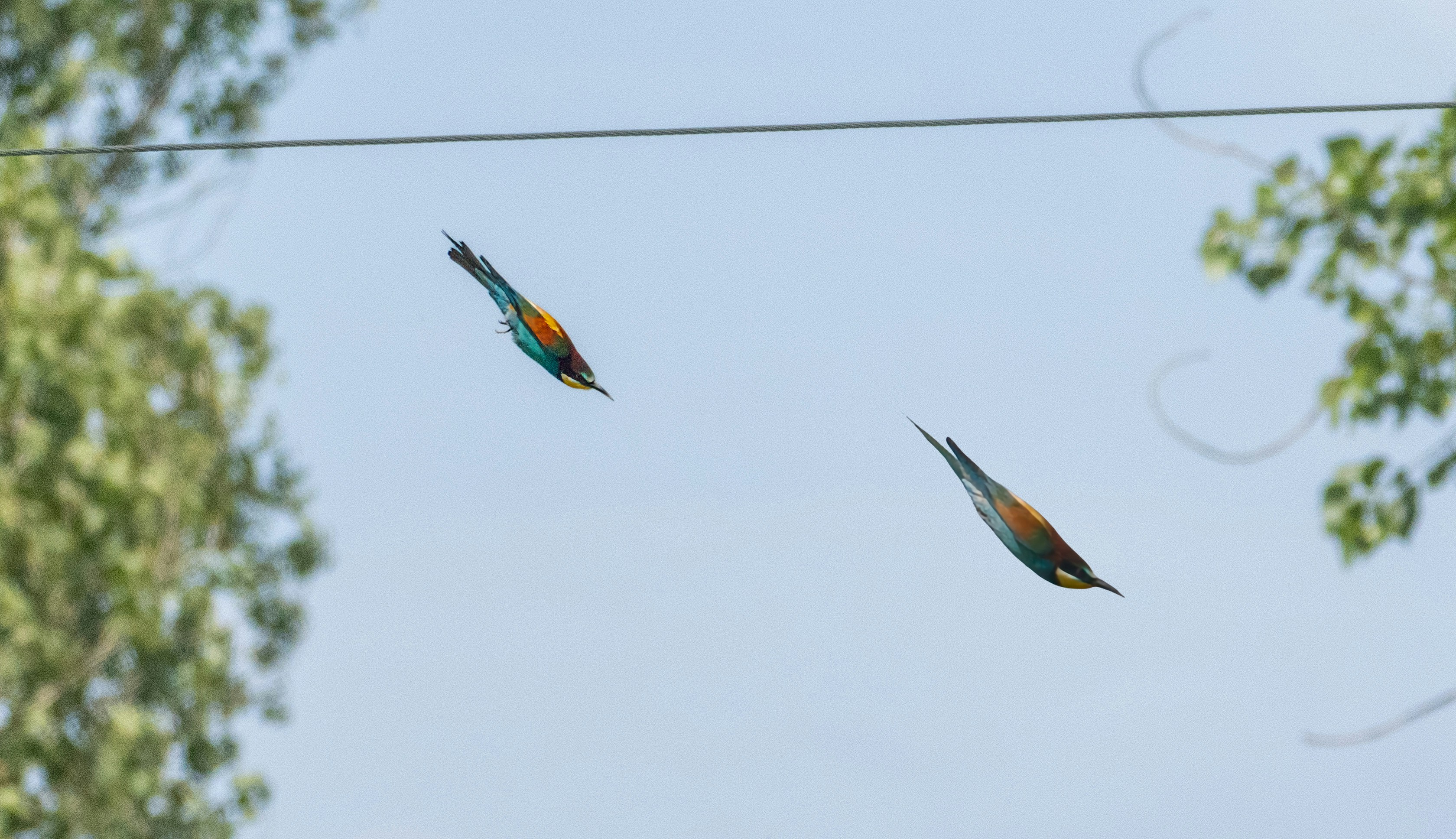 Two Broad-tailed Birds Hover Over a Quiet Street Line
