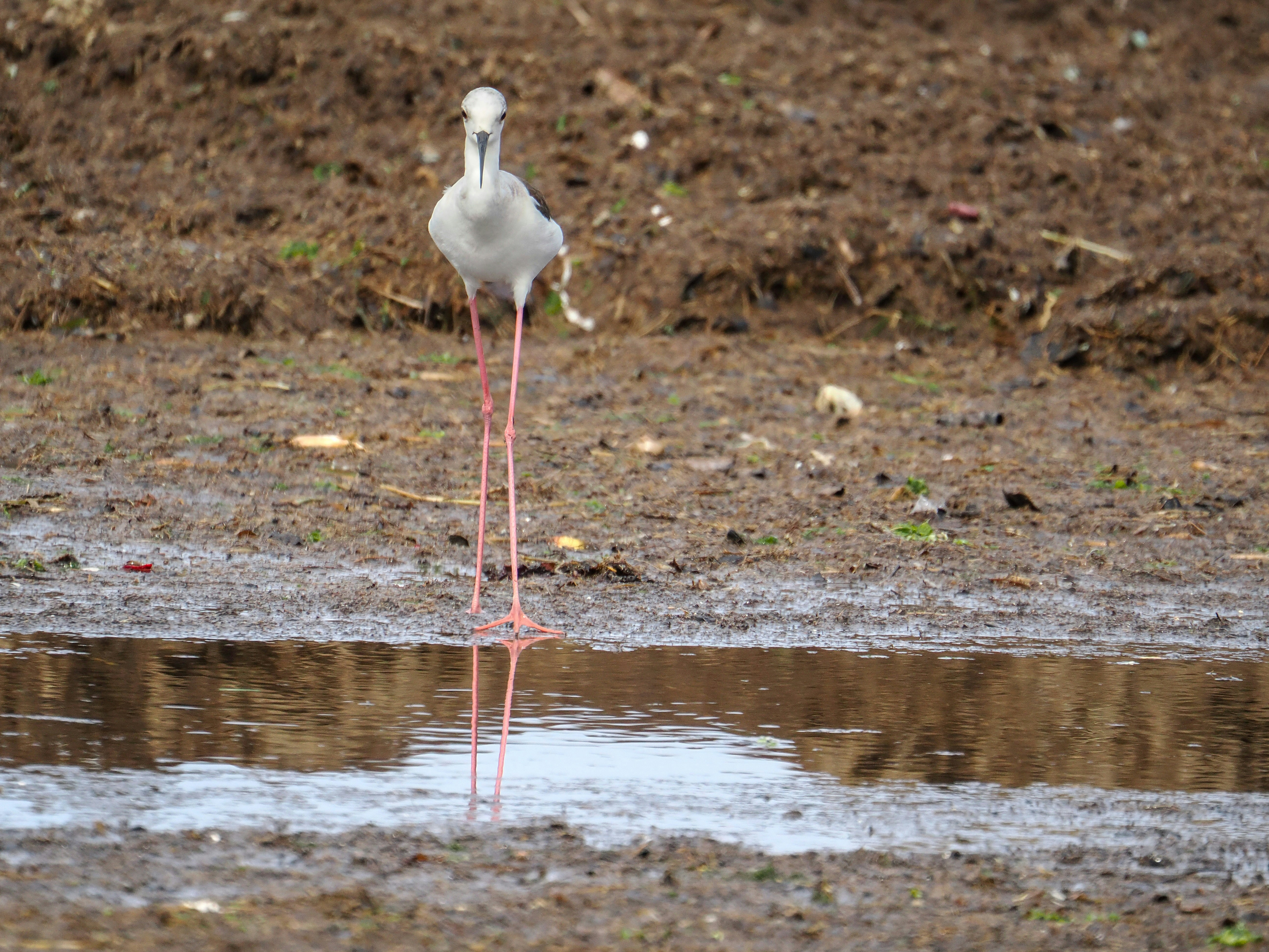 Stilted Watcher at the Water’s Edge