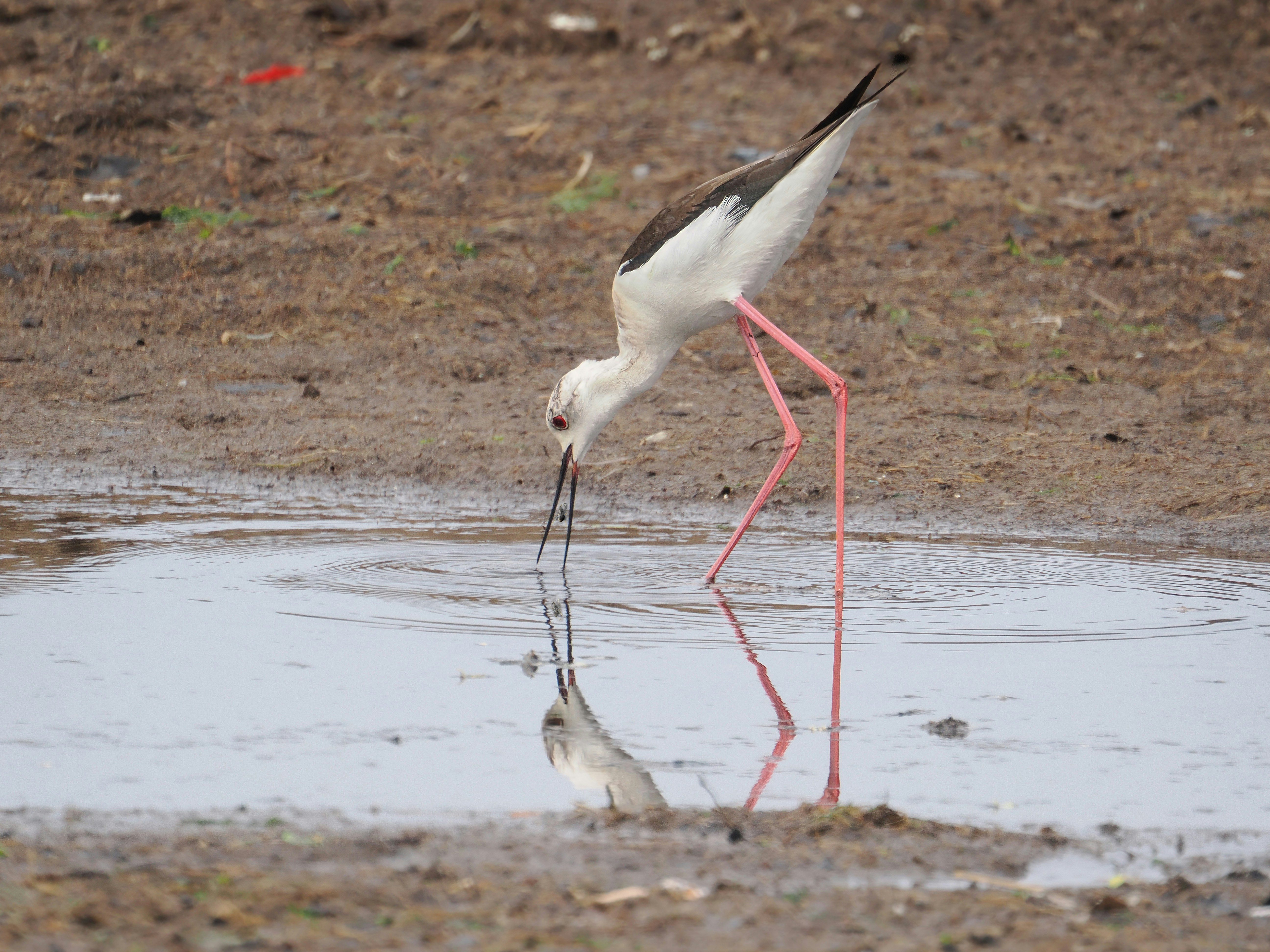 Stilted Probe: A Black-winged Stilt Sips from a Reflective Mudflat