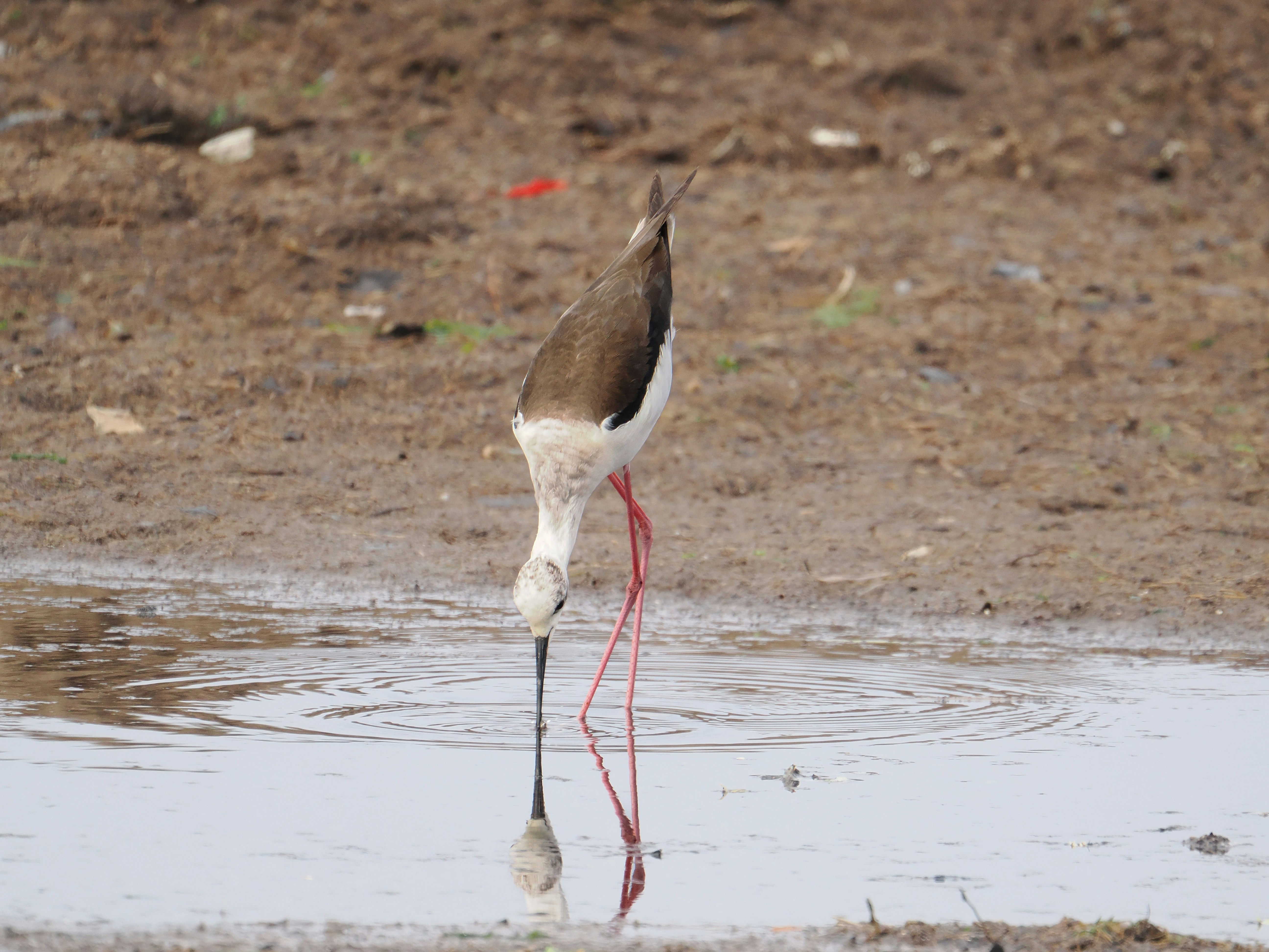 Long-legged Wader in a Shallow Mirror: A Sandbar Crane in Reflection