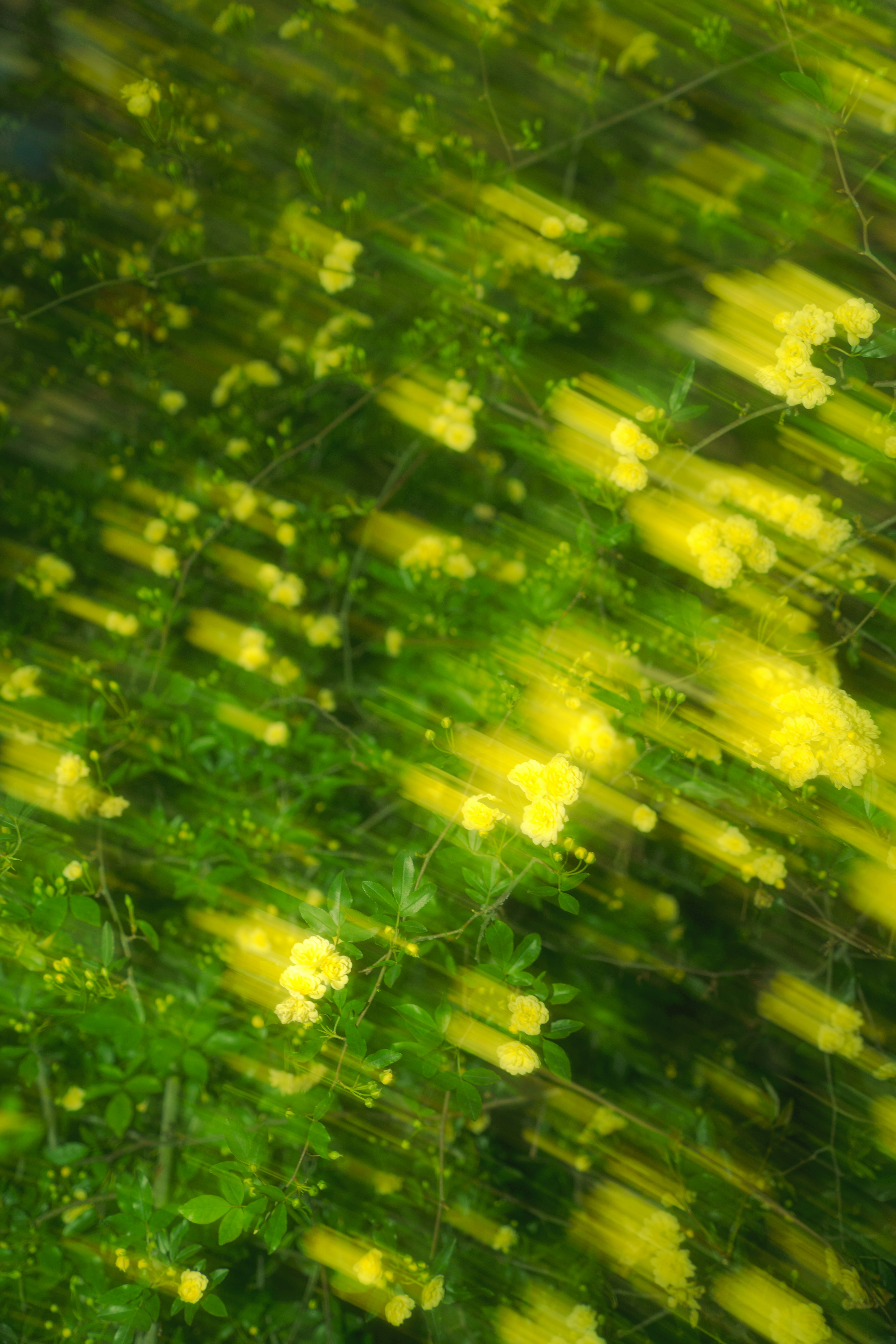 Motion in a Golden Bloom Field