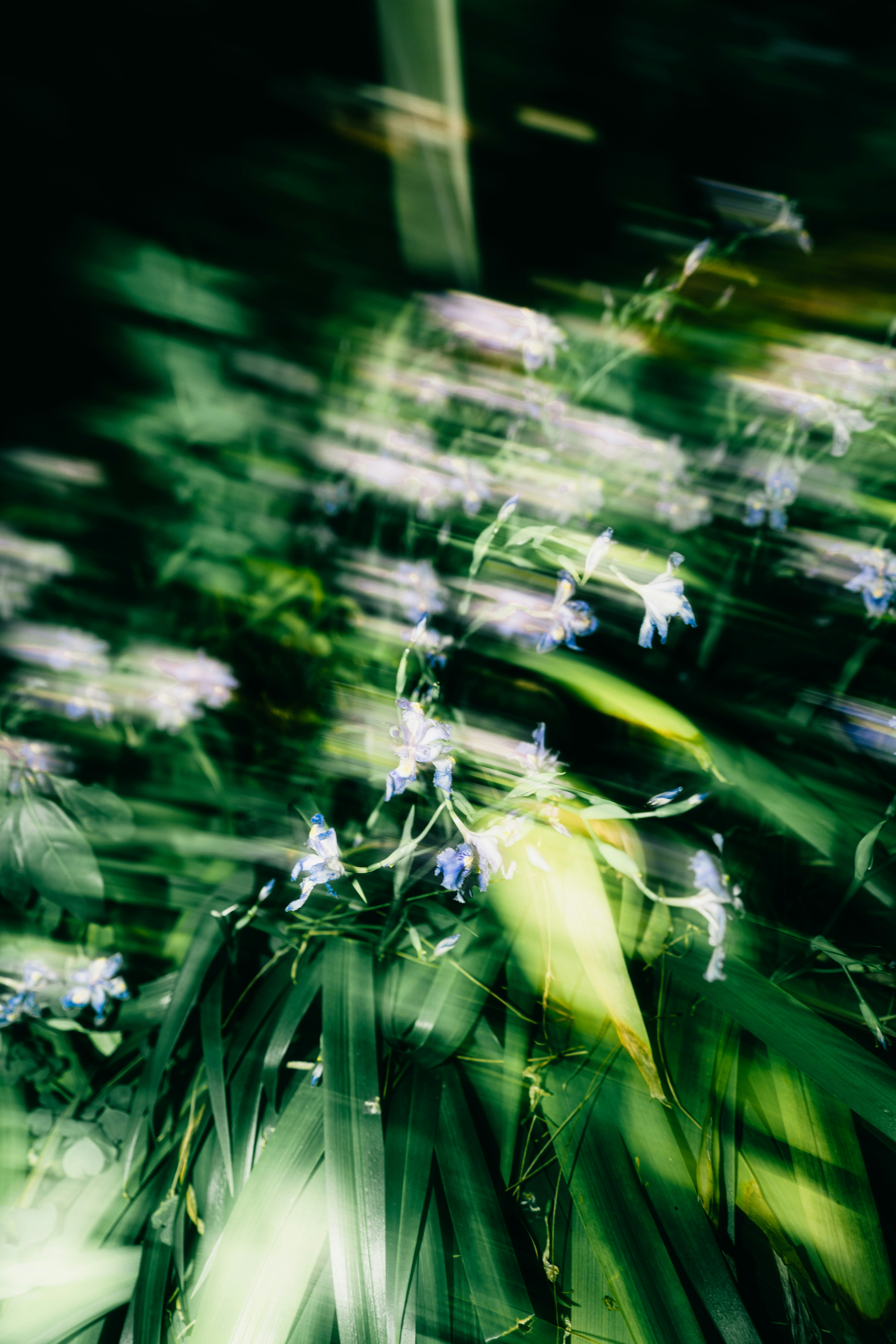 Whispers of Blooms in Motion