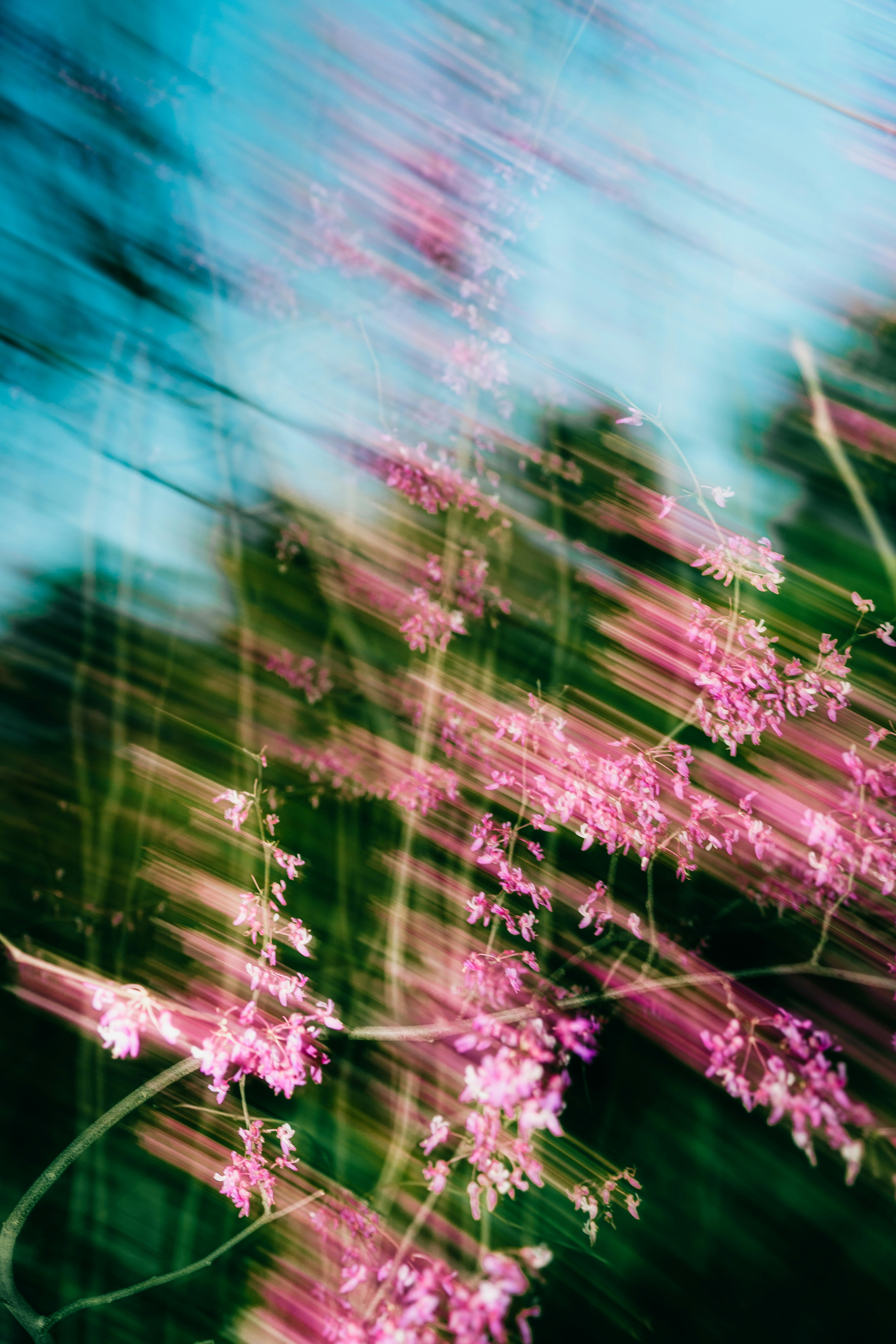Abstract motion blur of pink flowers and green foliage.