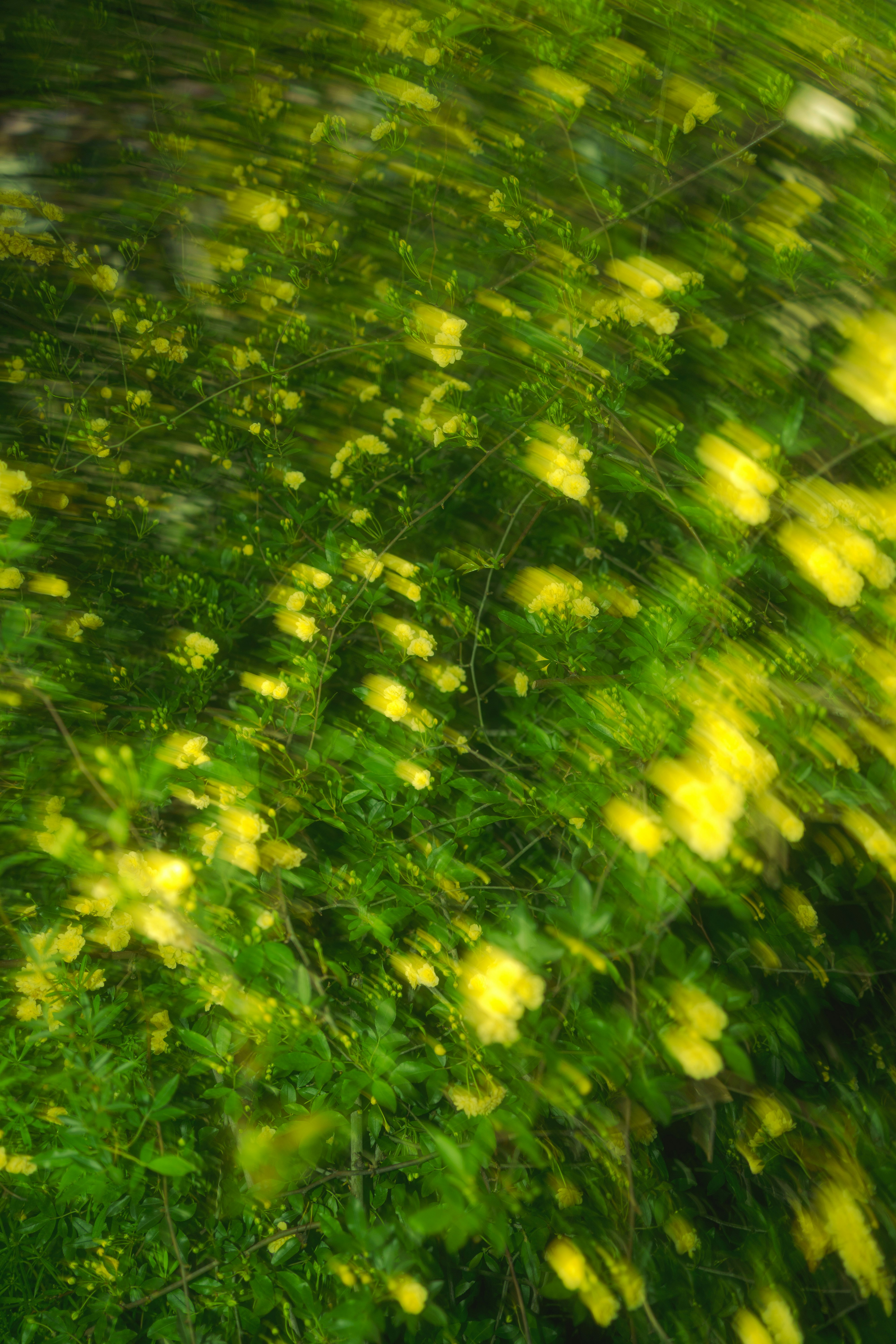 Blurred green foliage with bright yellow flowers in motion.