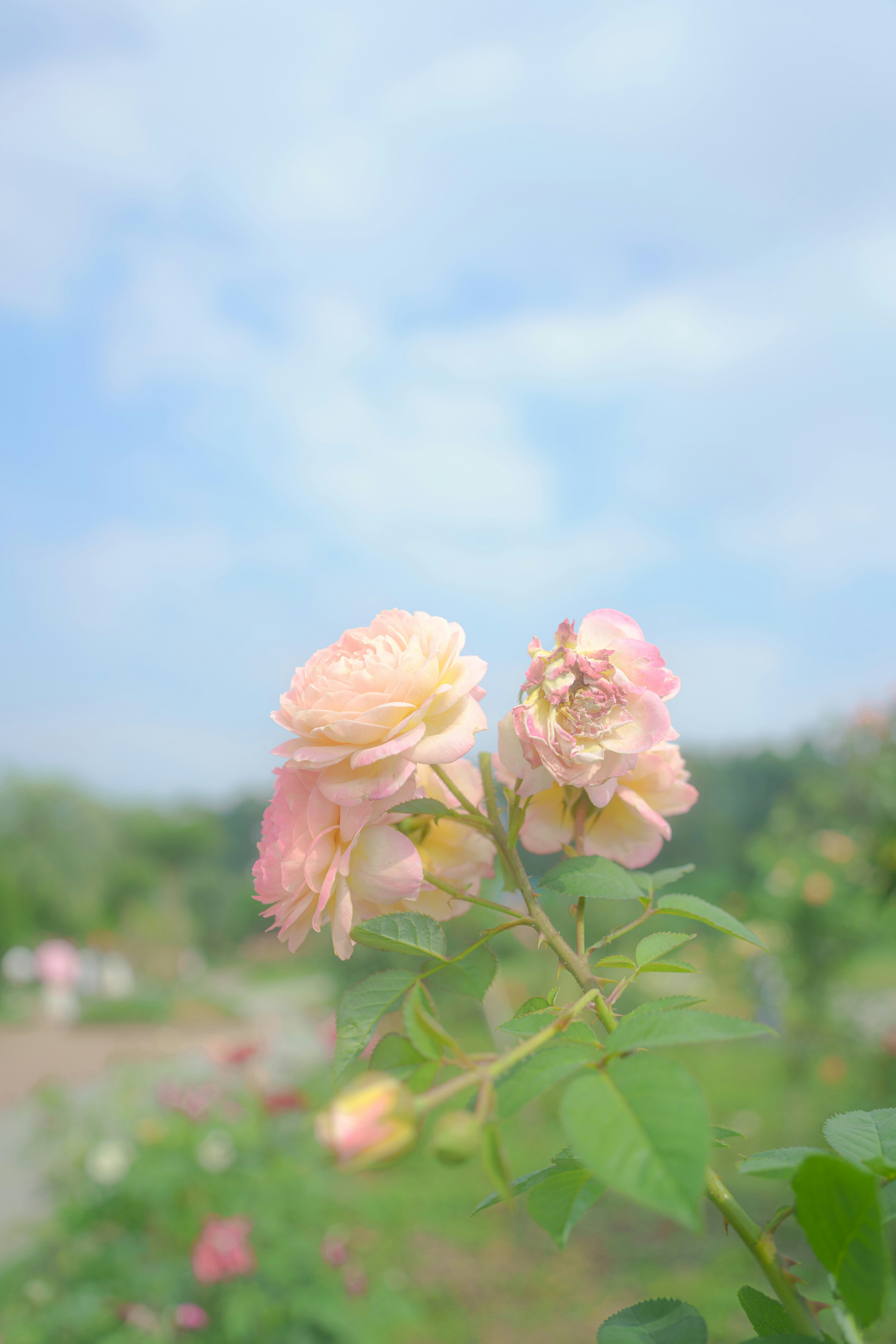 Soft pink roses blooming against a blurred blue sky.
