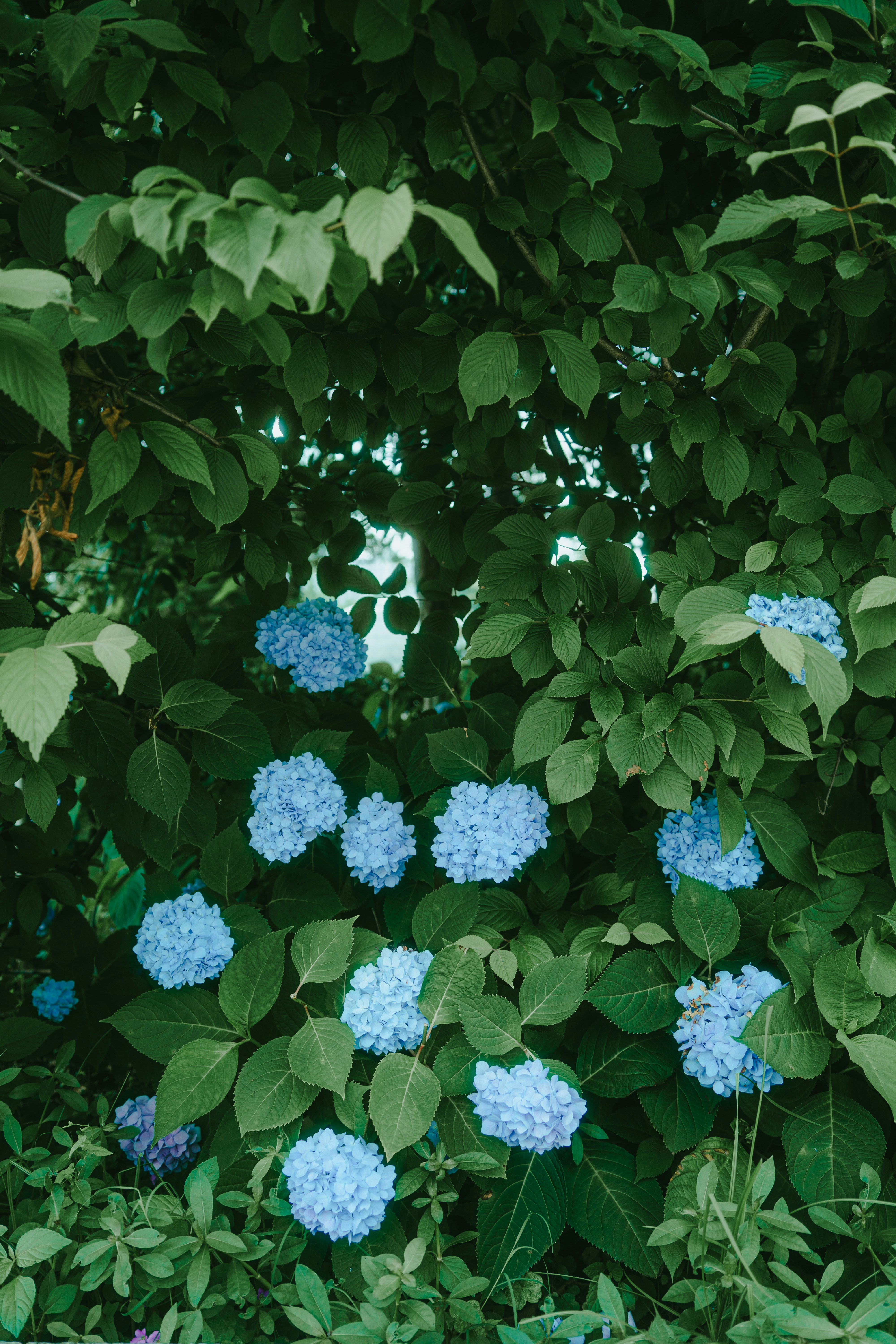 Blue Hydrangea Burst Among Dark Green Foliage