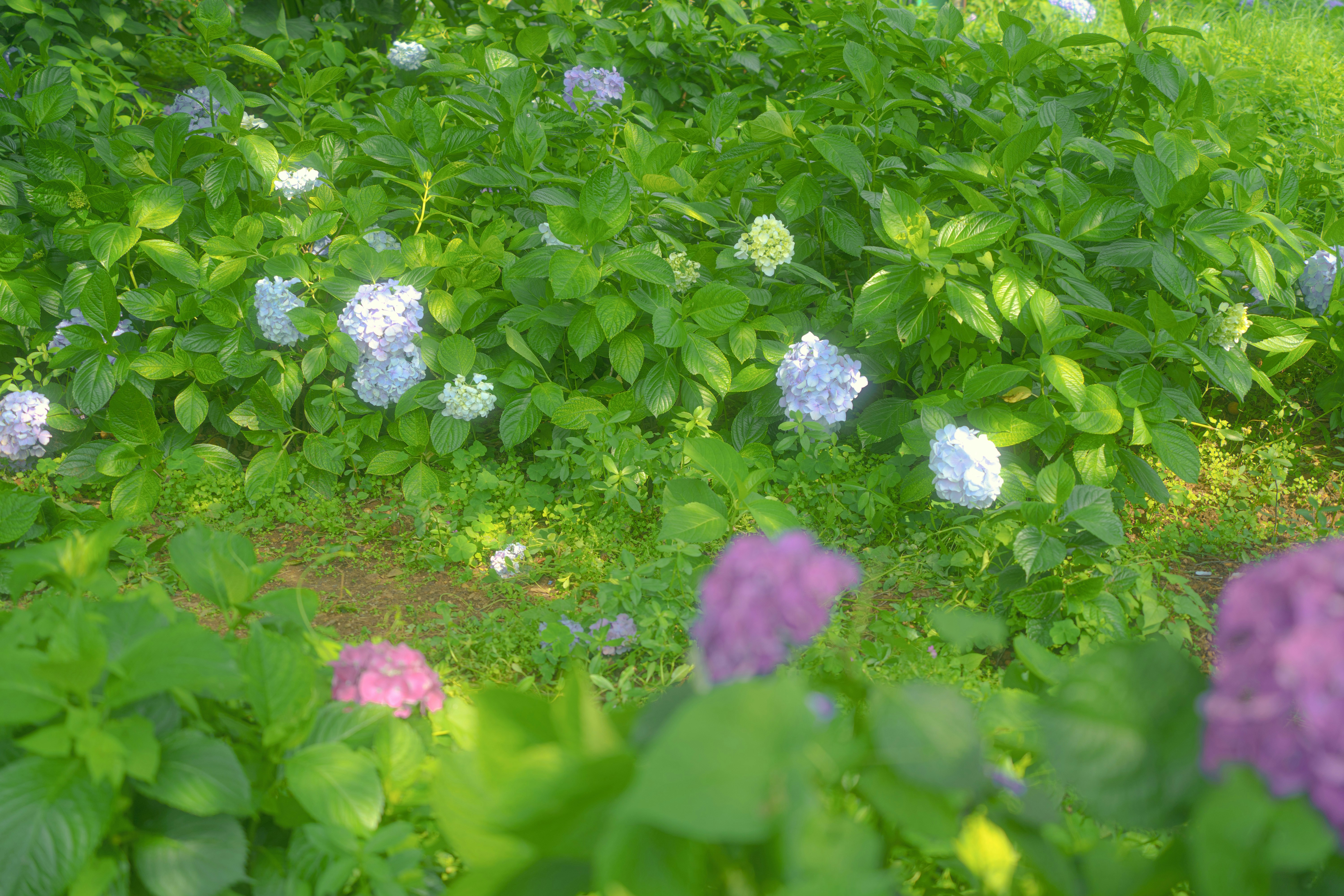 Soft Hydrangea Cascade in Morning Light
