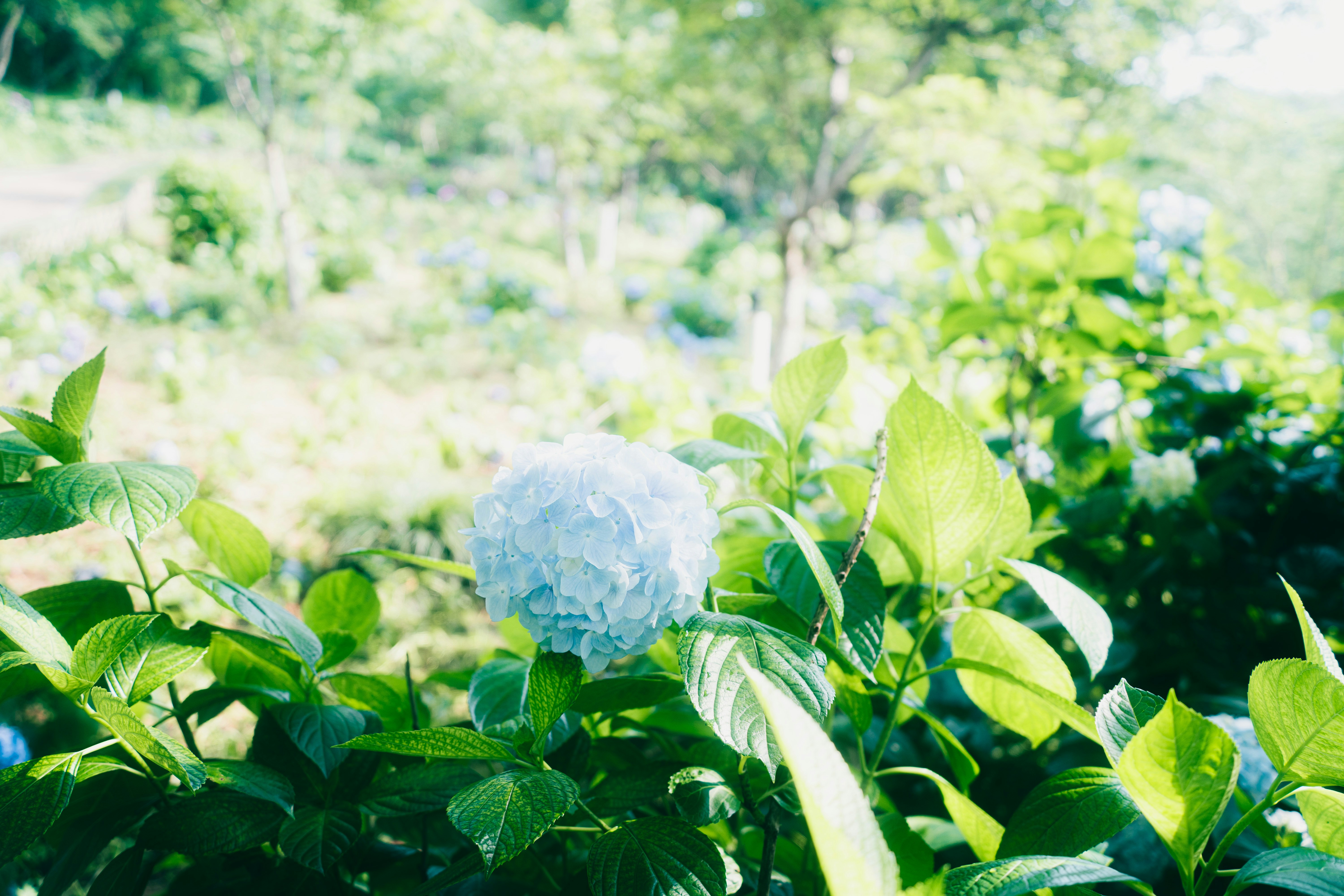 Blue Hydrangea Centerpiece in Dappled Garden Light