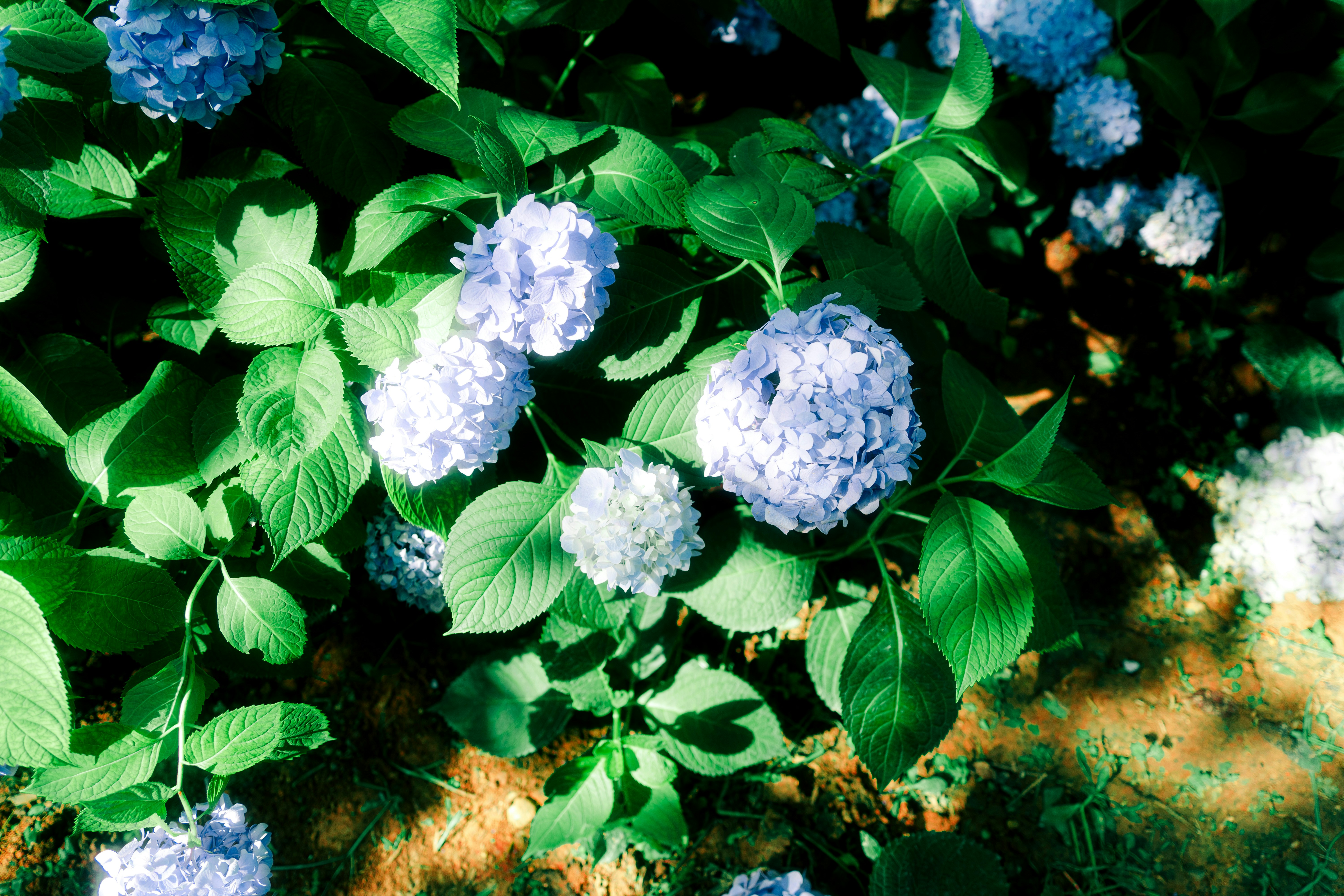 Blue Hydrangea Bloom Cluster in Sunlit Garden