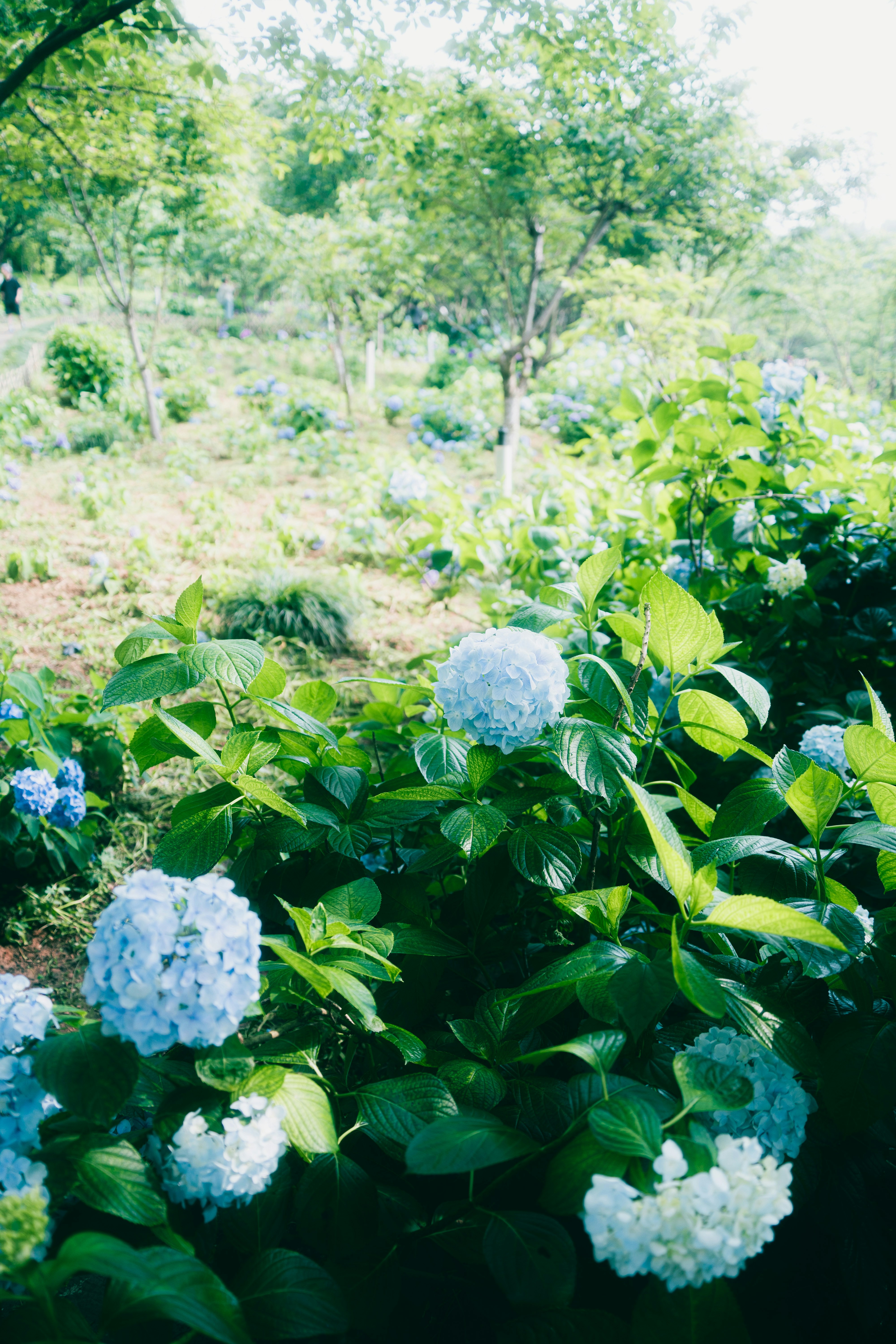 Soft Hydrangea Glow in a Sunlit Garden Patch