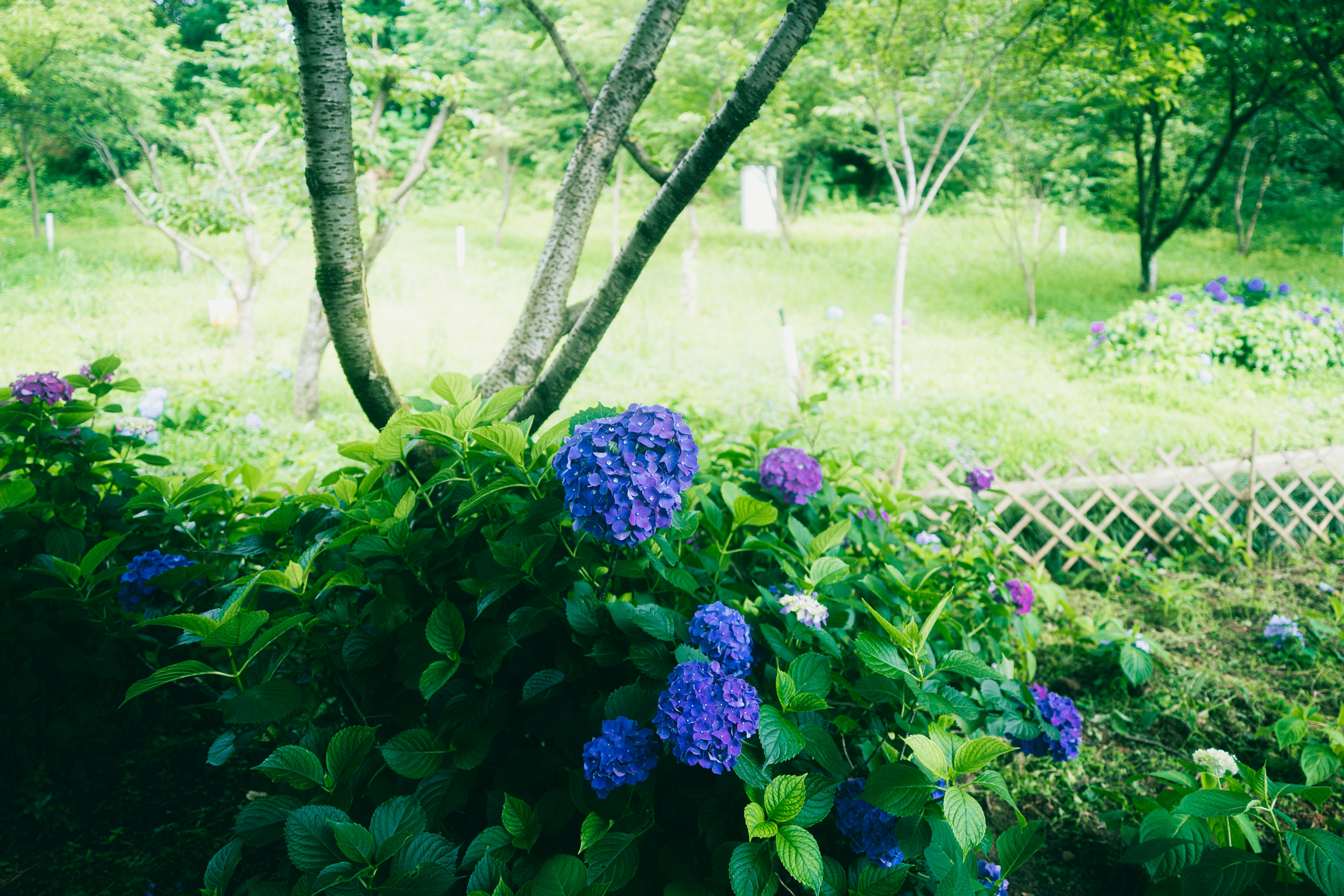 Hydrangea Burst Beneath a Sunlit Canopy