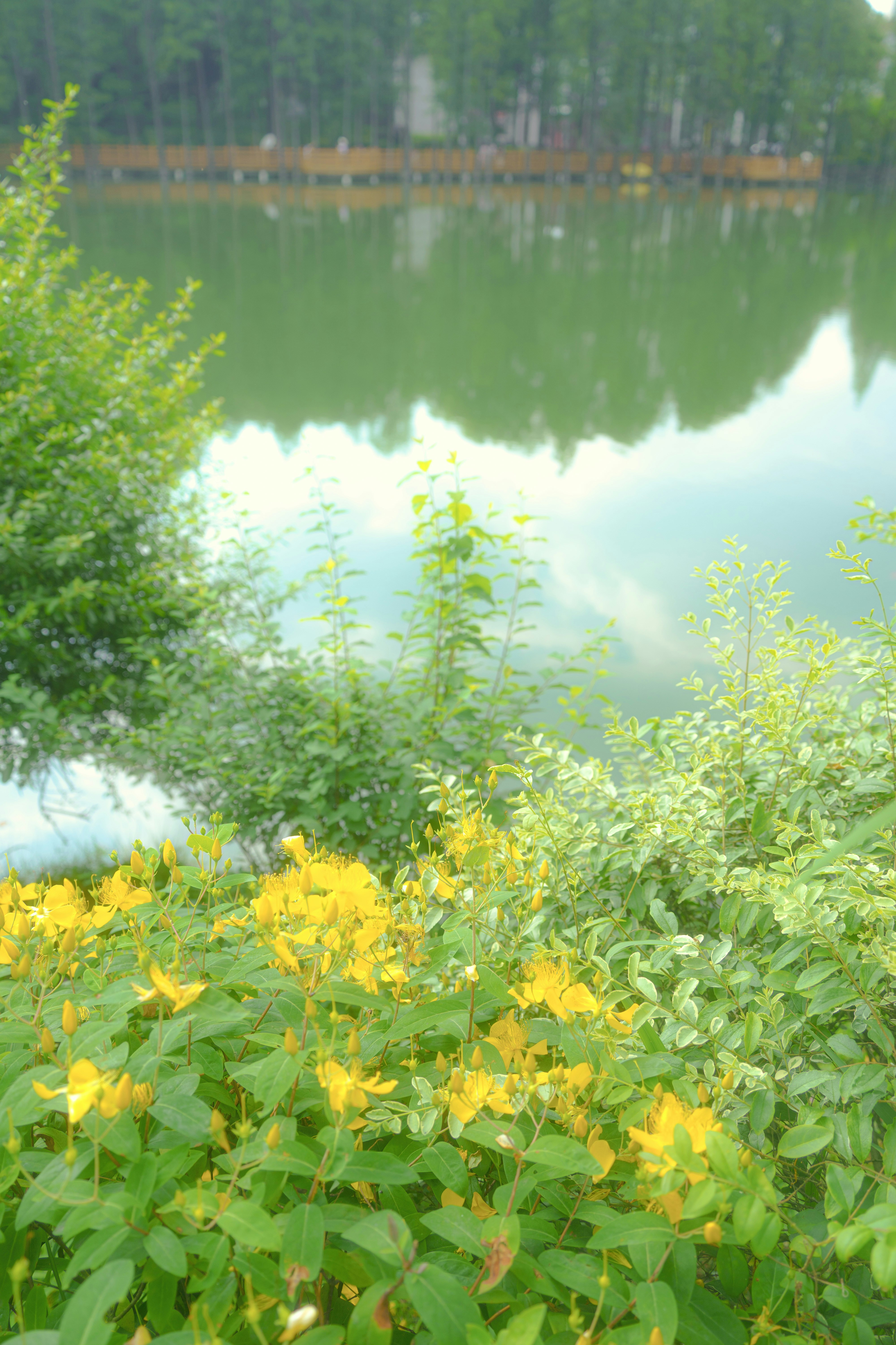 Golden blooms by a tranquil lake under a leafy canopy