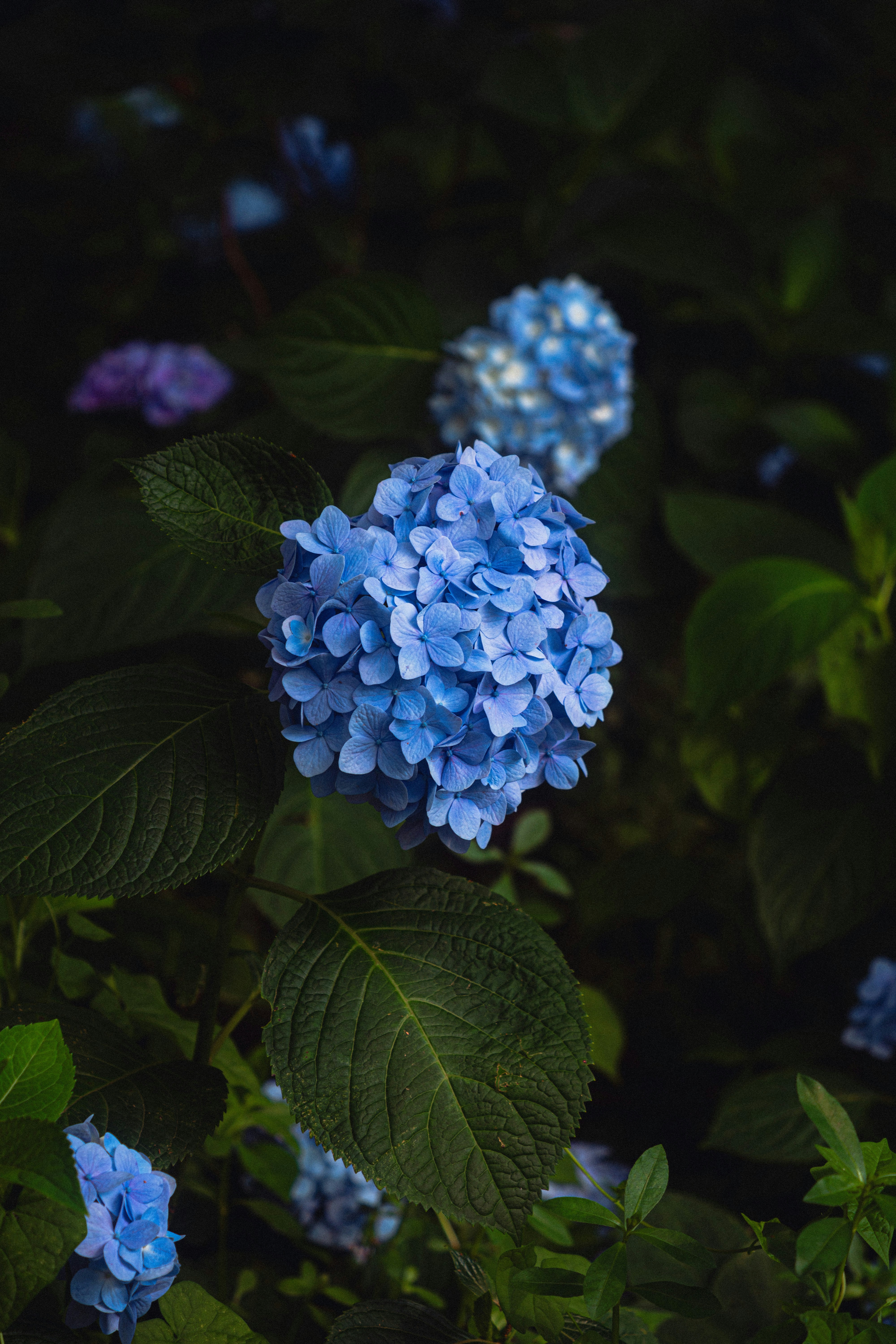 Blue Hydrangea Crown: A Quiet Portrait in Deep Green
