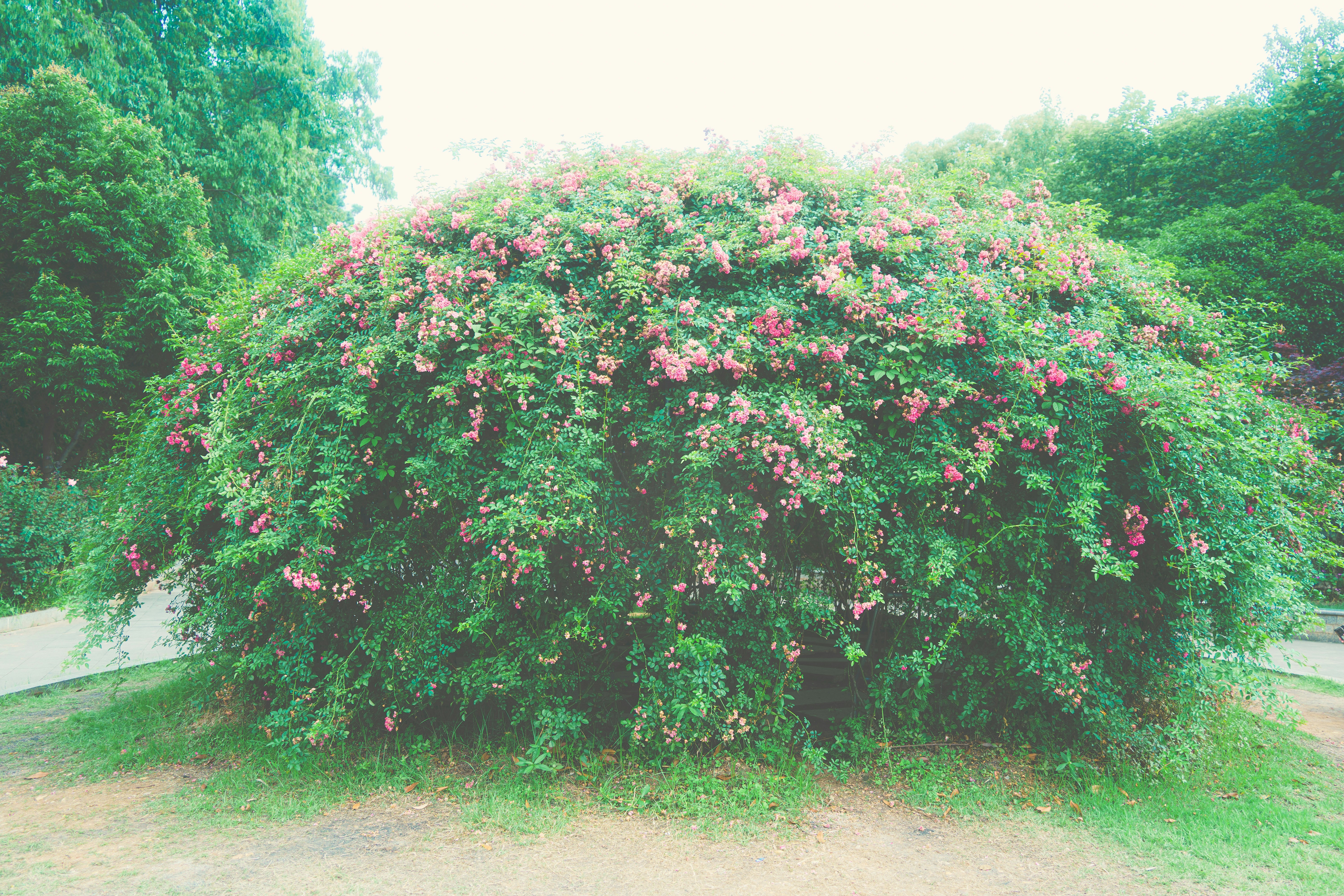 Rose Bush in a Park Clearing
