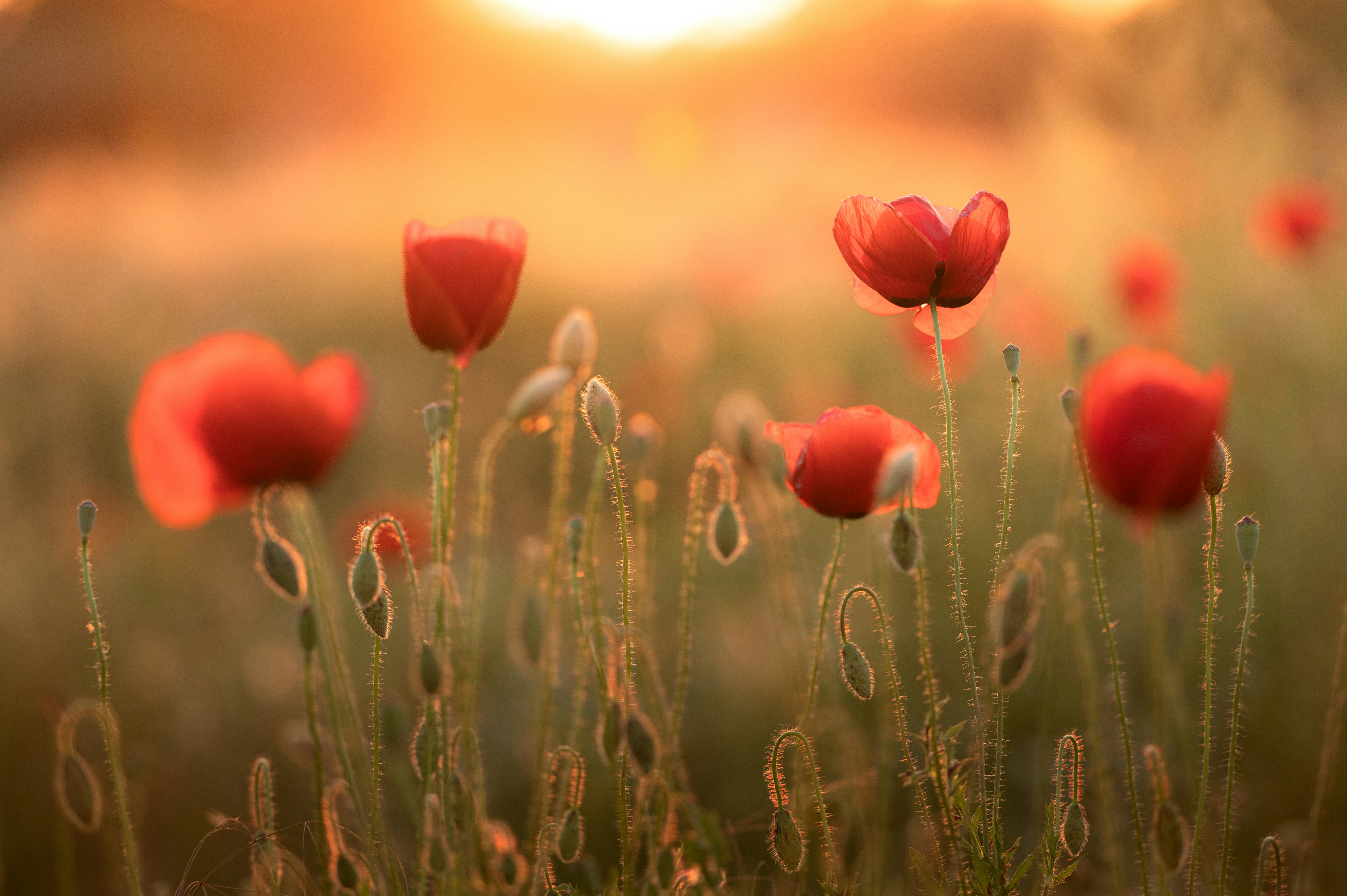 Red poppy flowers bloom in a field at golden hour.