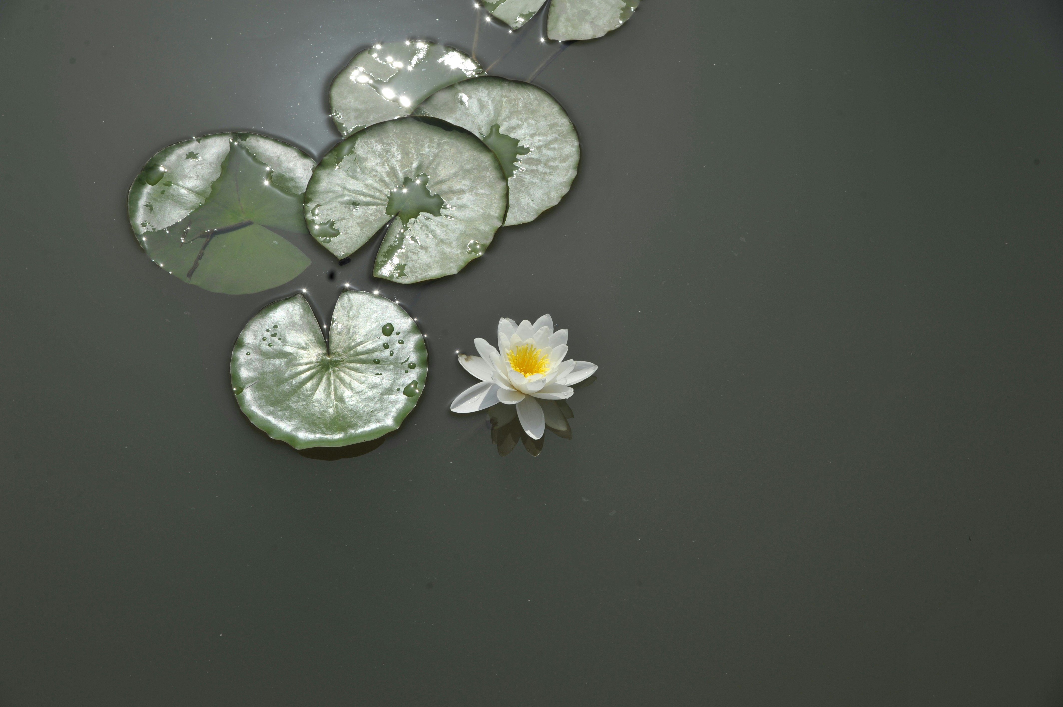 Floating Lily: A Serene Water Scene with a Single Bloom