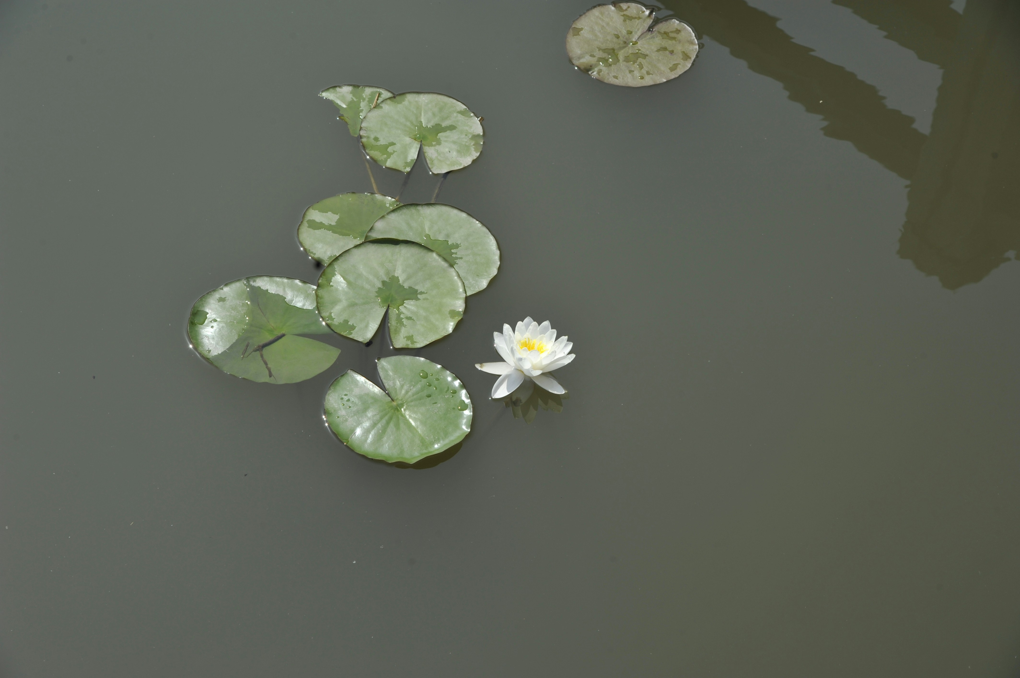 Floating White Bloom Among Jade Circles