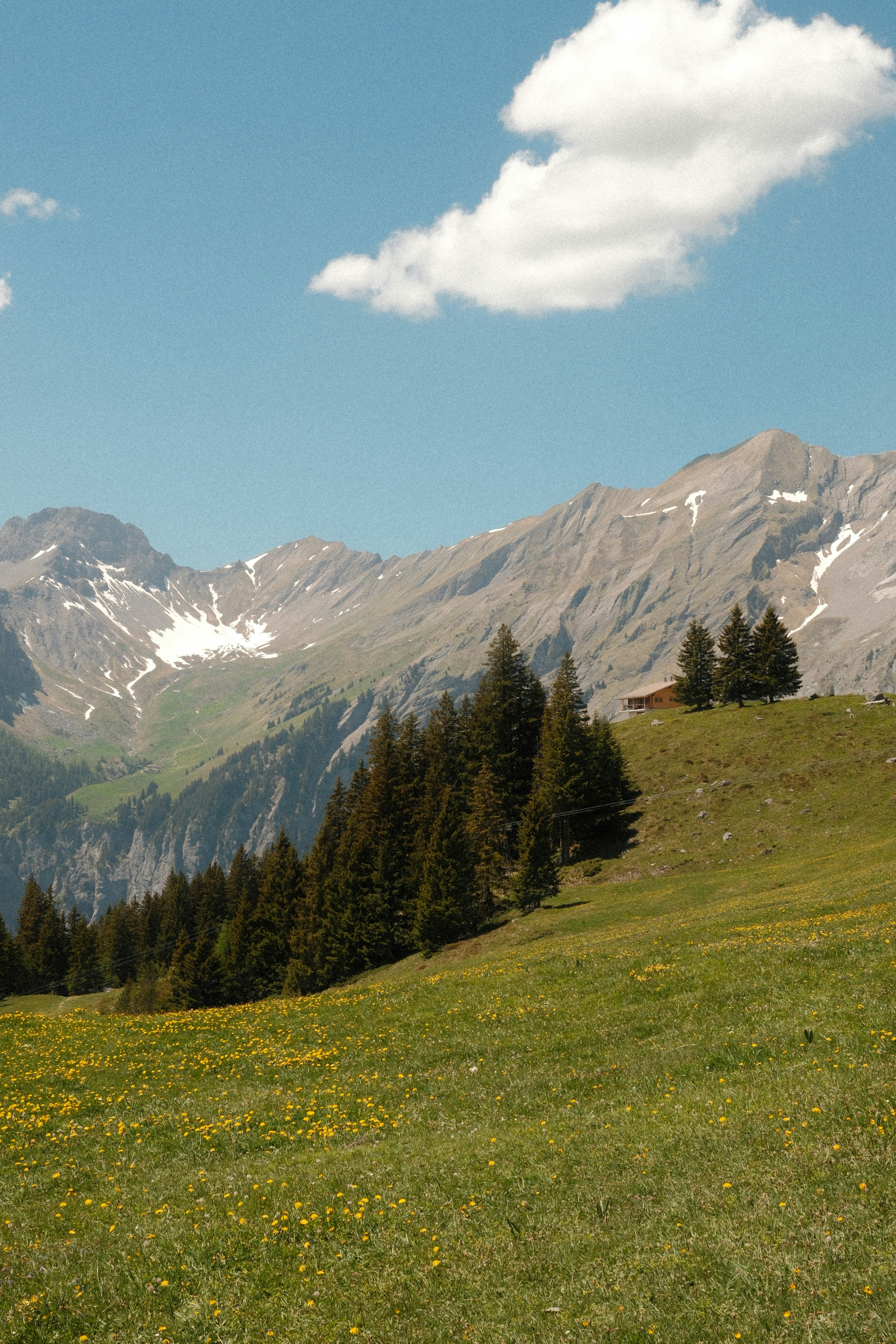 Green meadow with pine trees, a cabin, and snow-capped mountains.