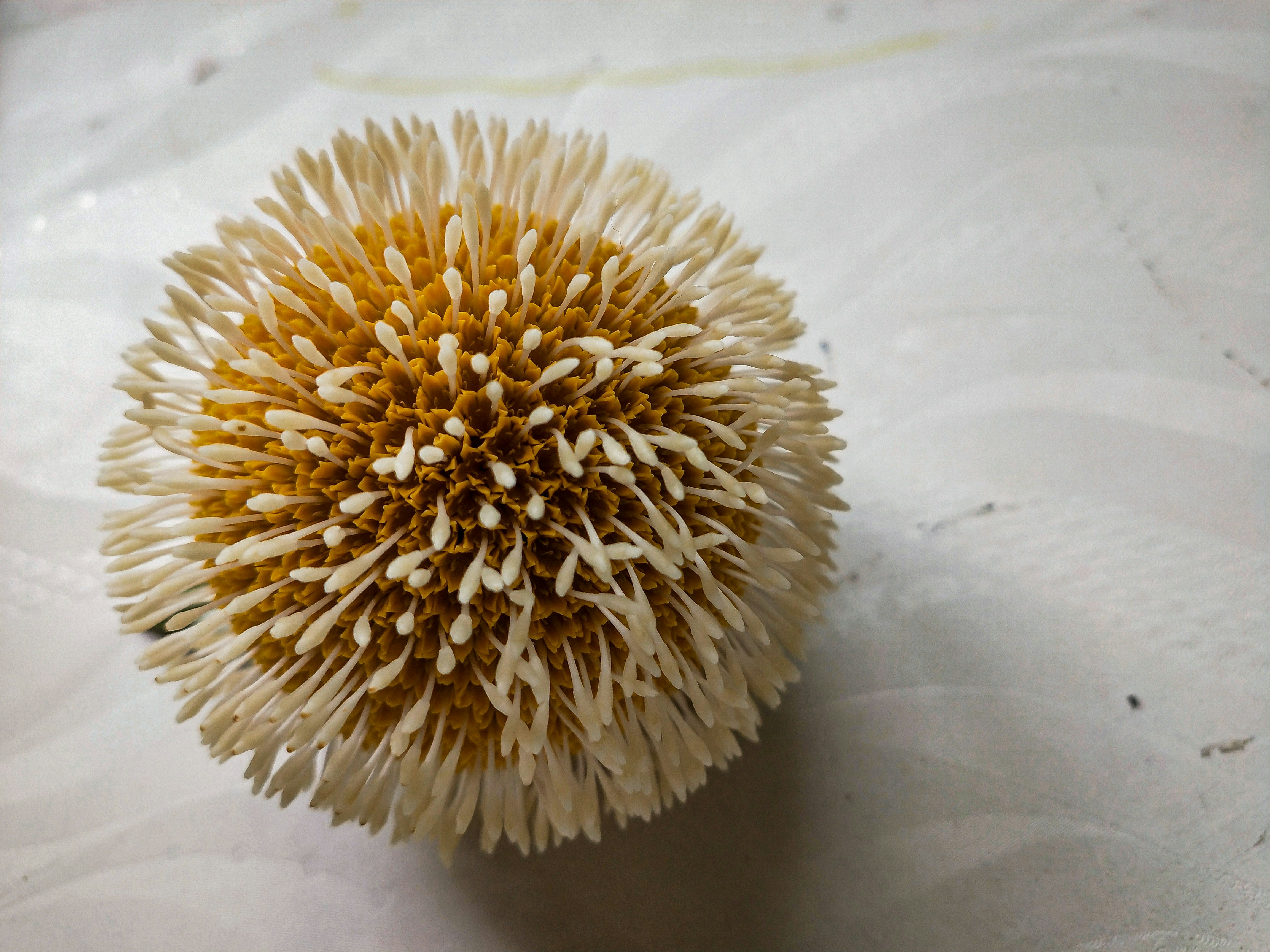 Close-up of a spiky spherical fruit-like object resting on a pale surface