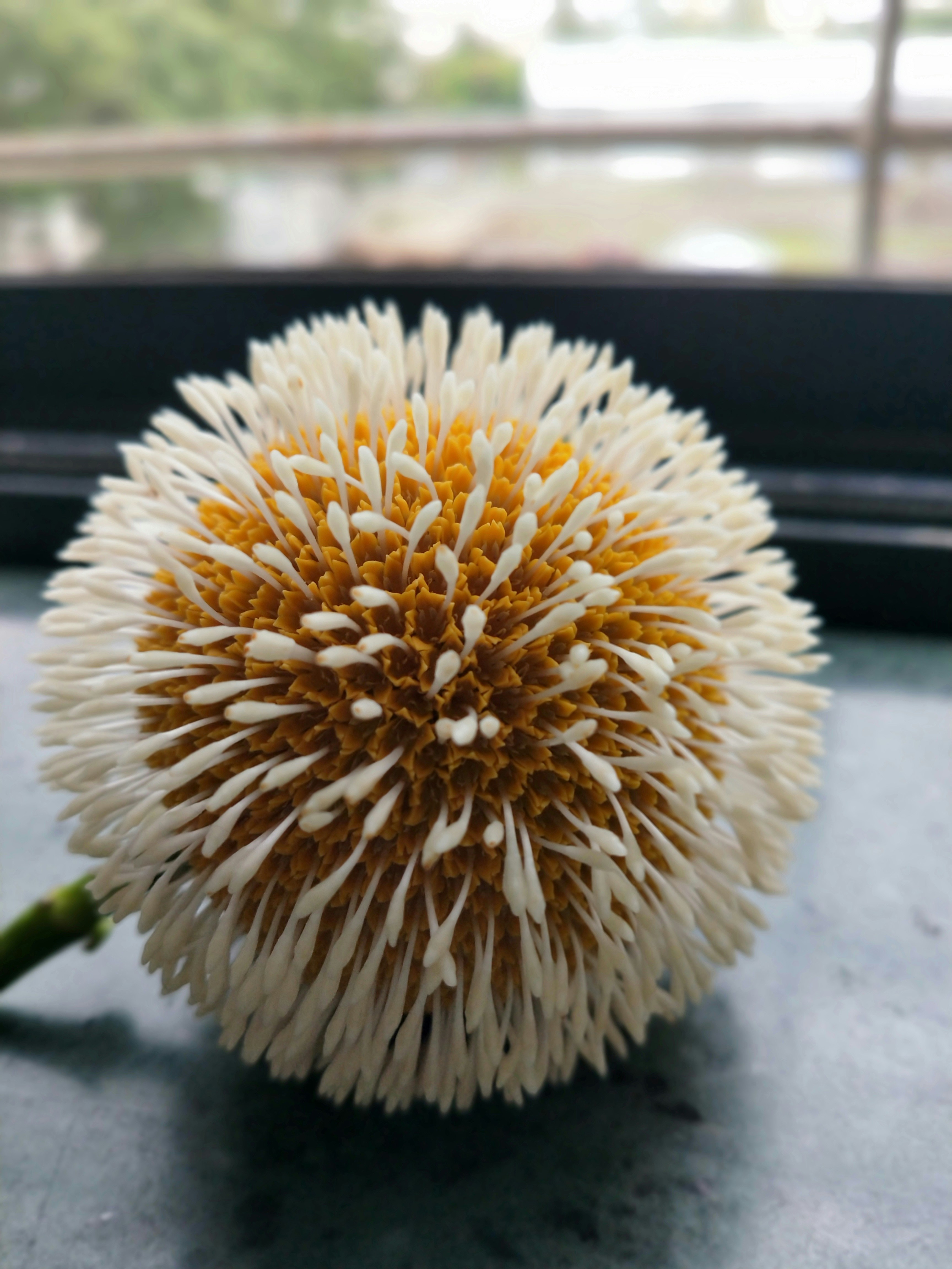 Spiky Bloom at Rest: A Close-Up of a Creamy Seed-Head