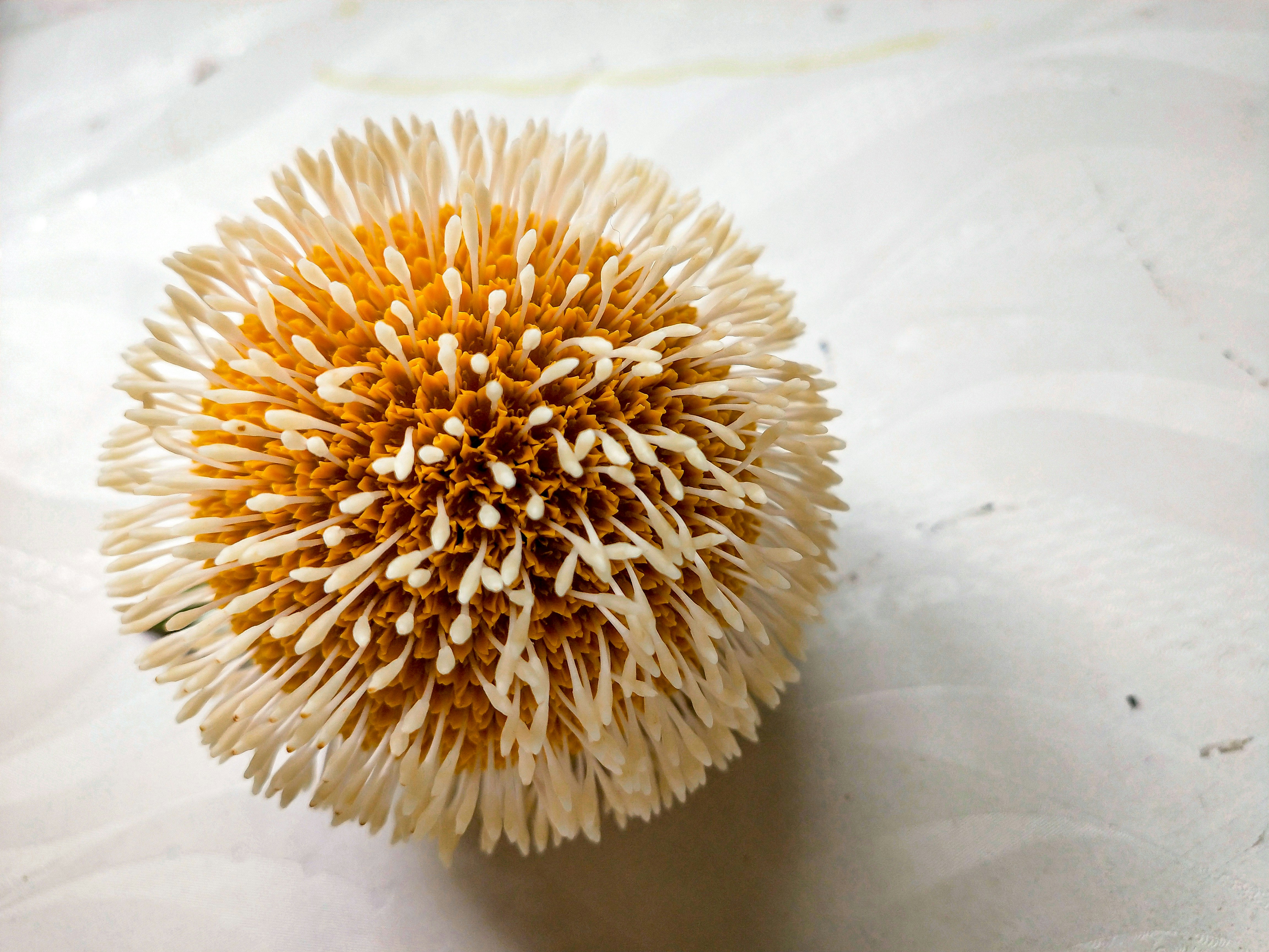 Macro Bloom: A Spiky Sphere of Cream and Honey